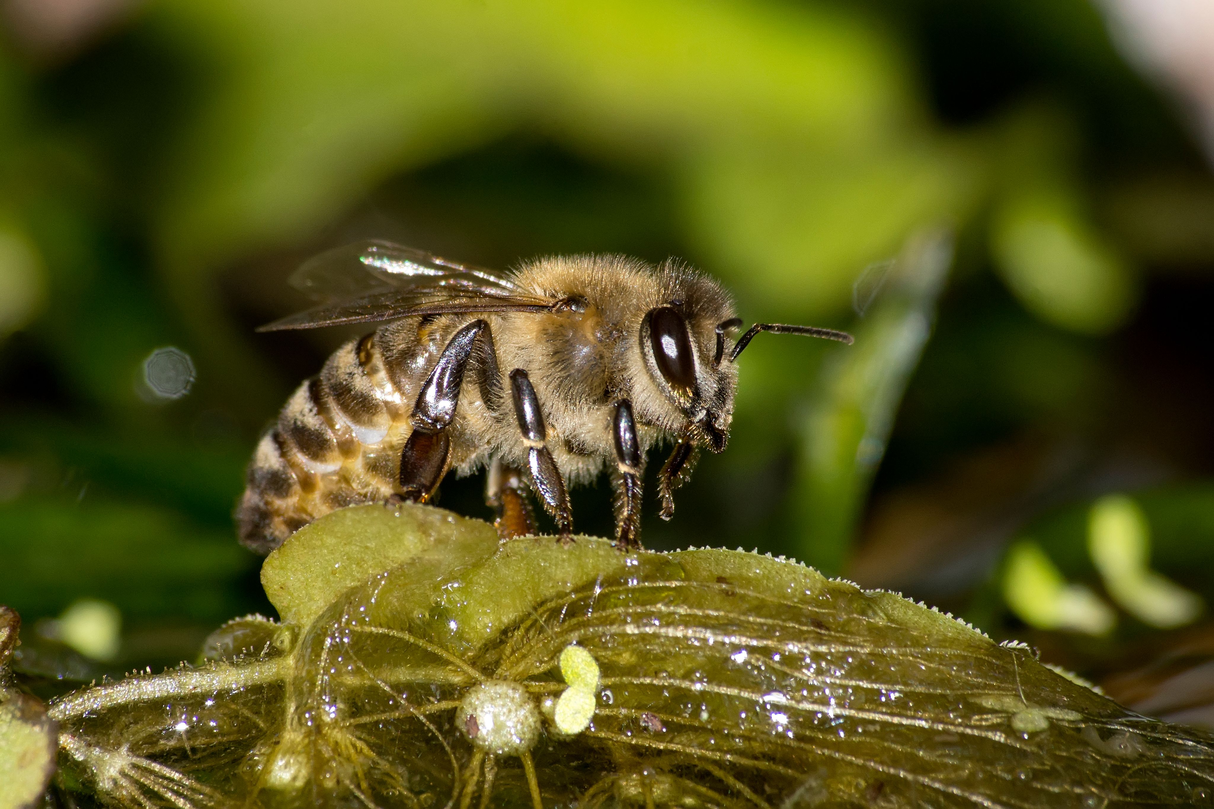 Close-Up of a Bee Resting on a Leaf · Free Stock Photo