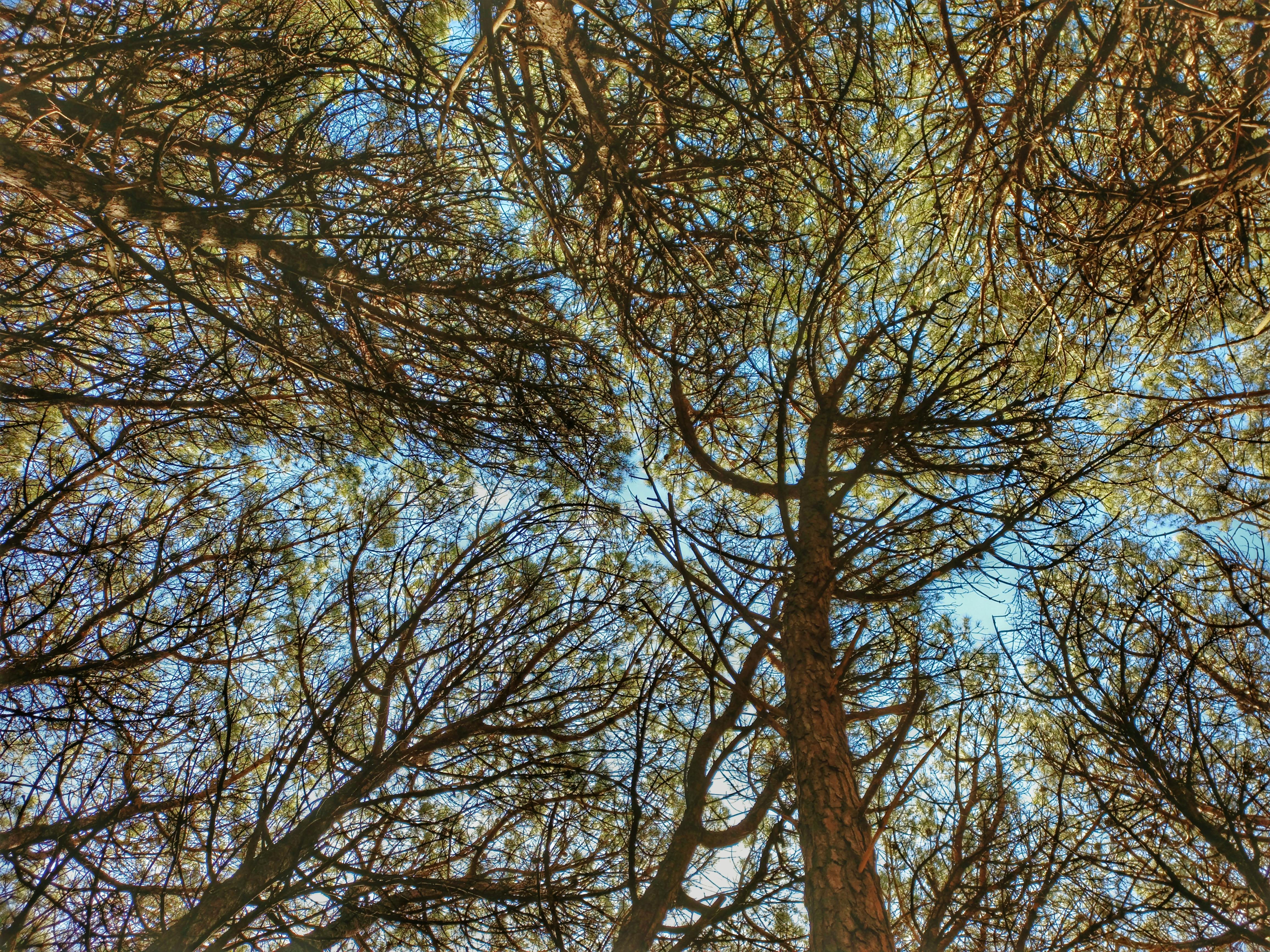 Tree Crowns in the Forest · Free Stock Photo