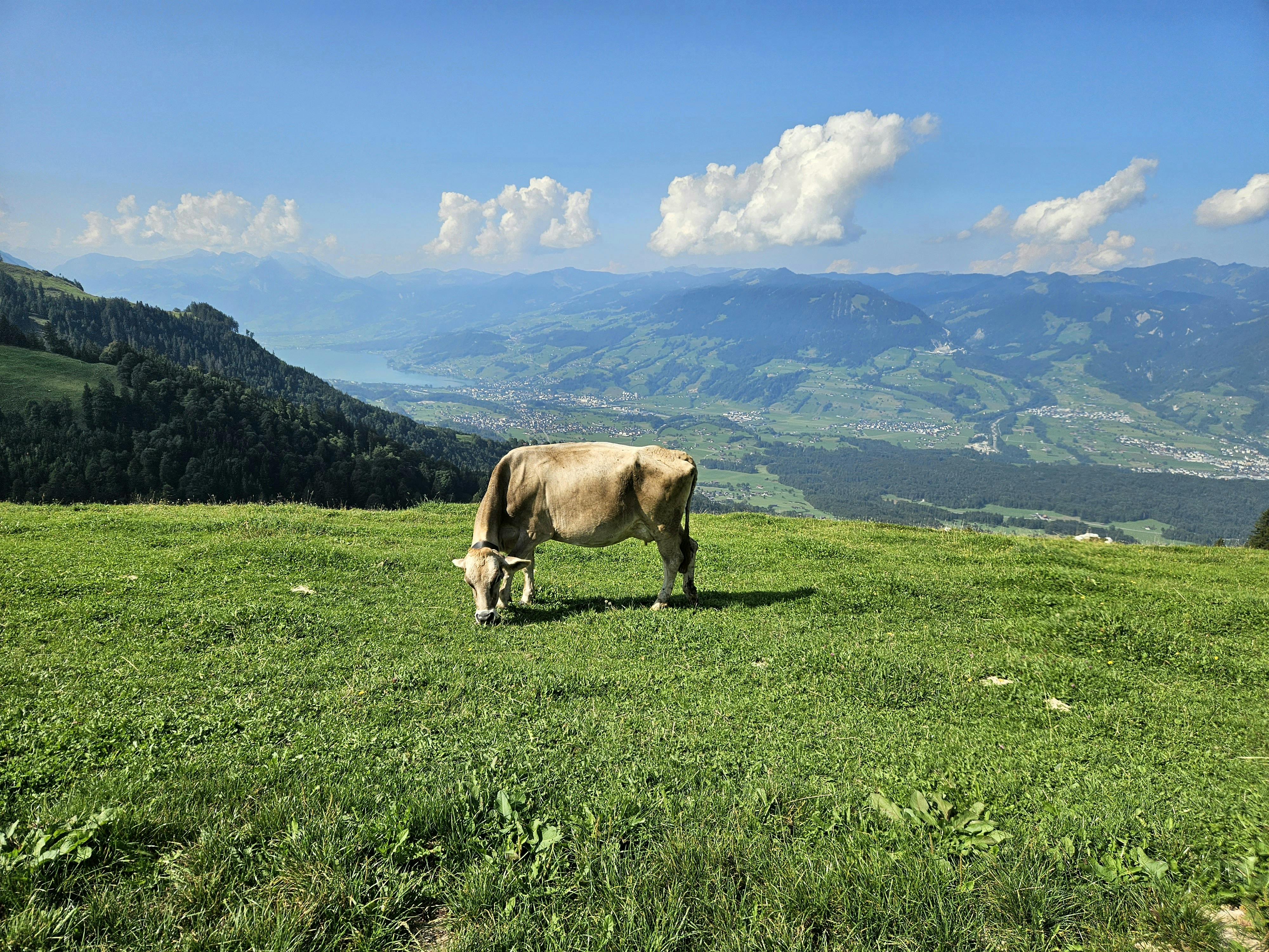 Scenic Alpine Farm Landscape with Cows · Free Stock Photo