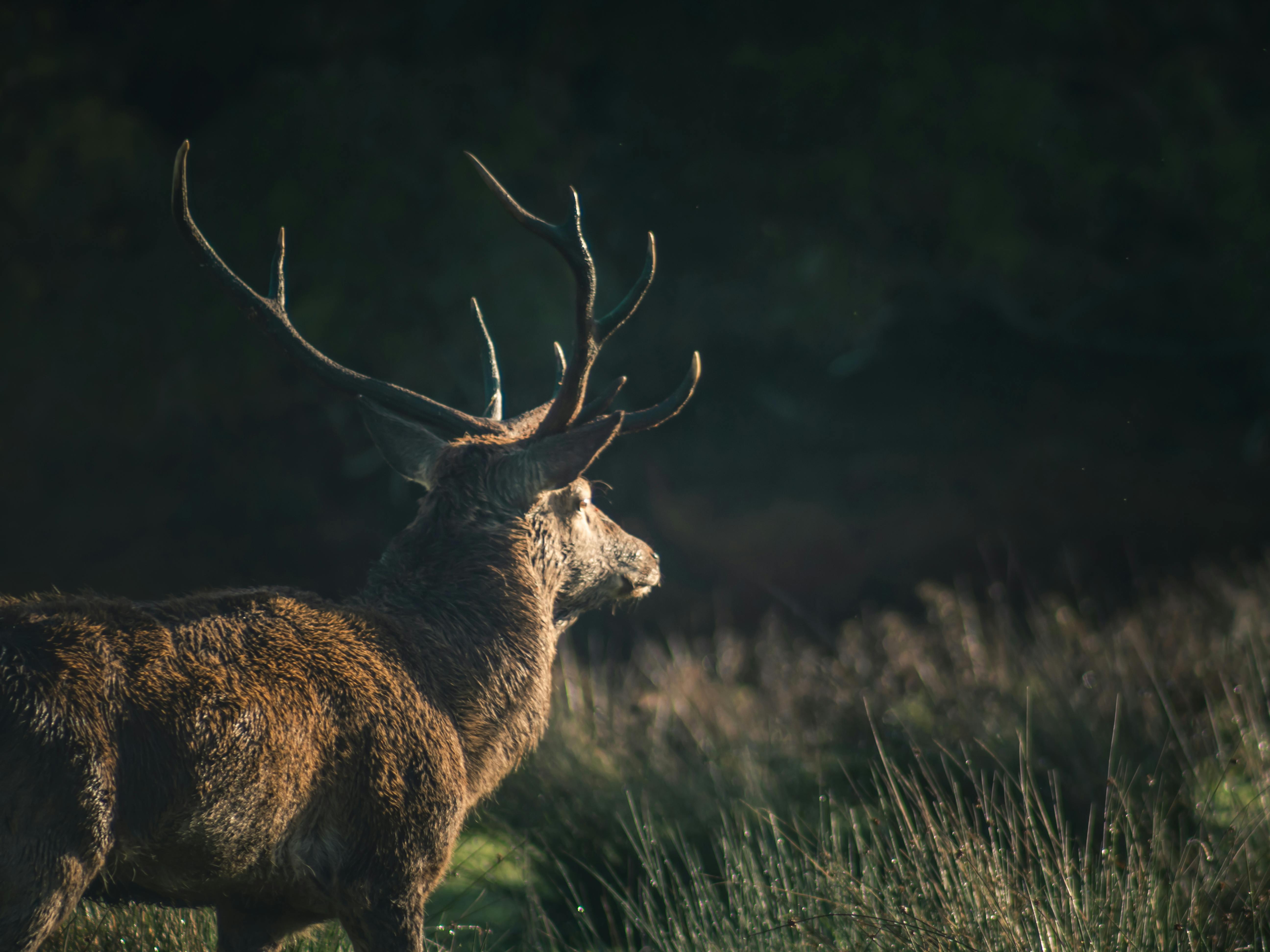 Moose on a Field in Sunlight · Free Stock Photo