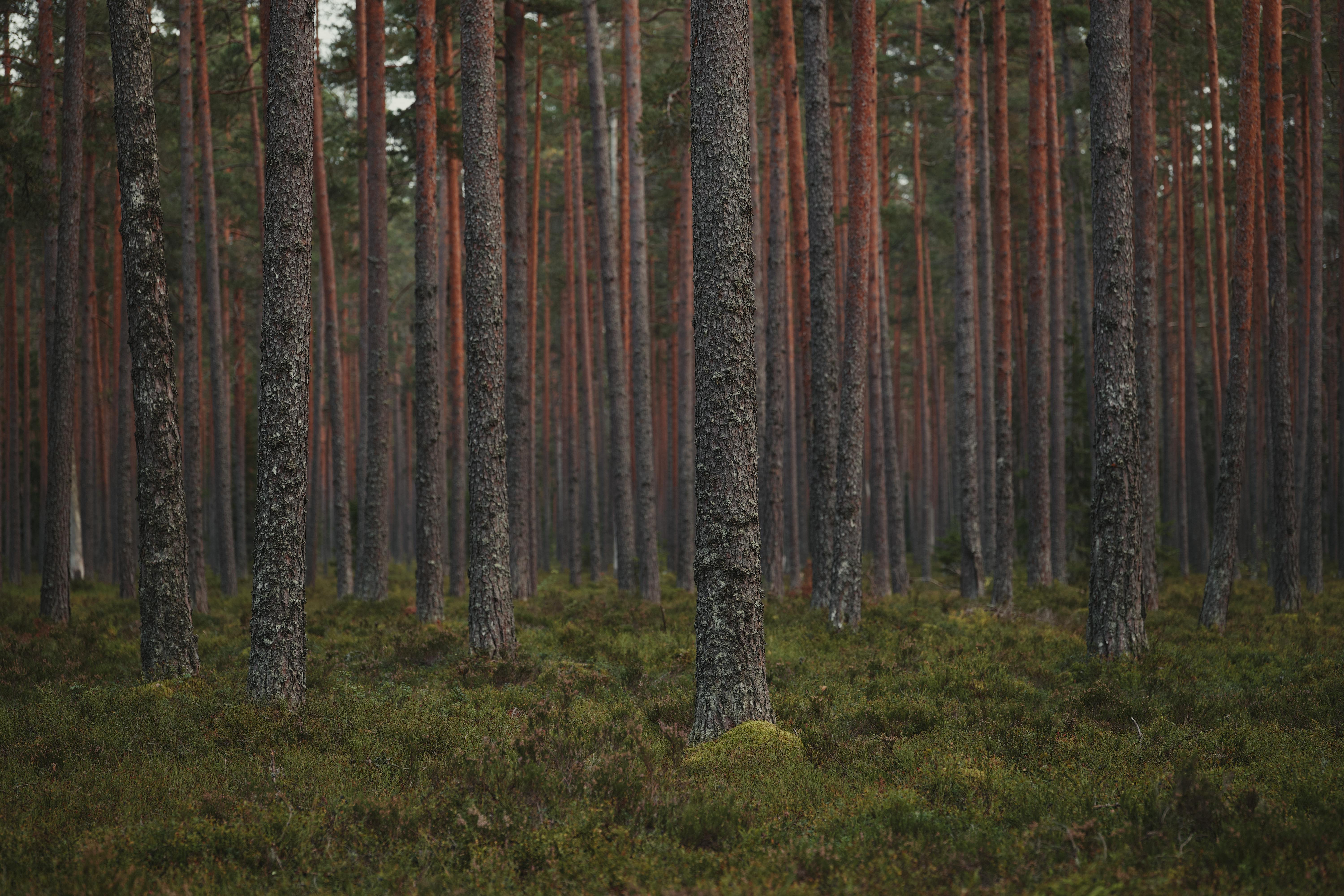 Pine forest · Free Stock Photo