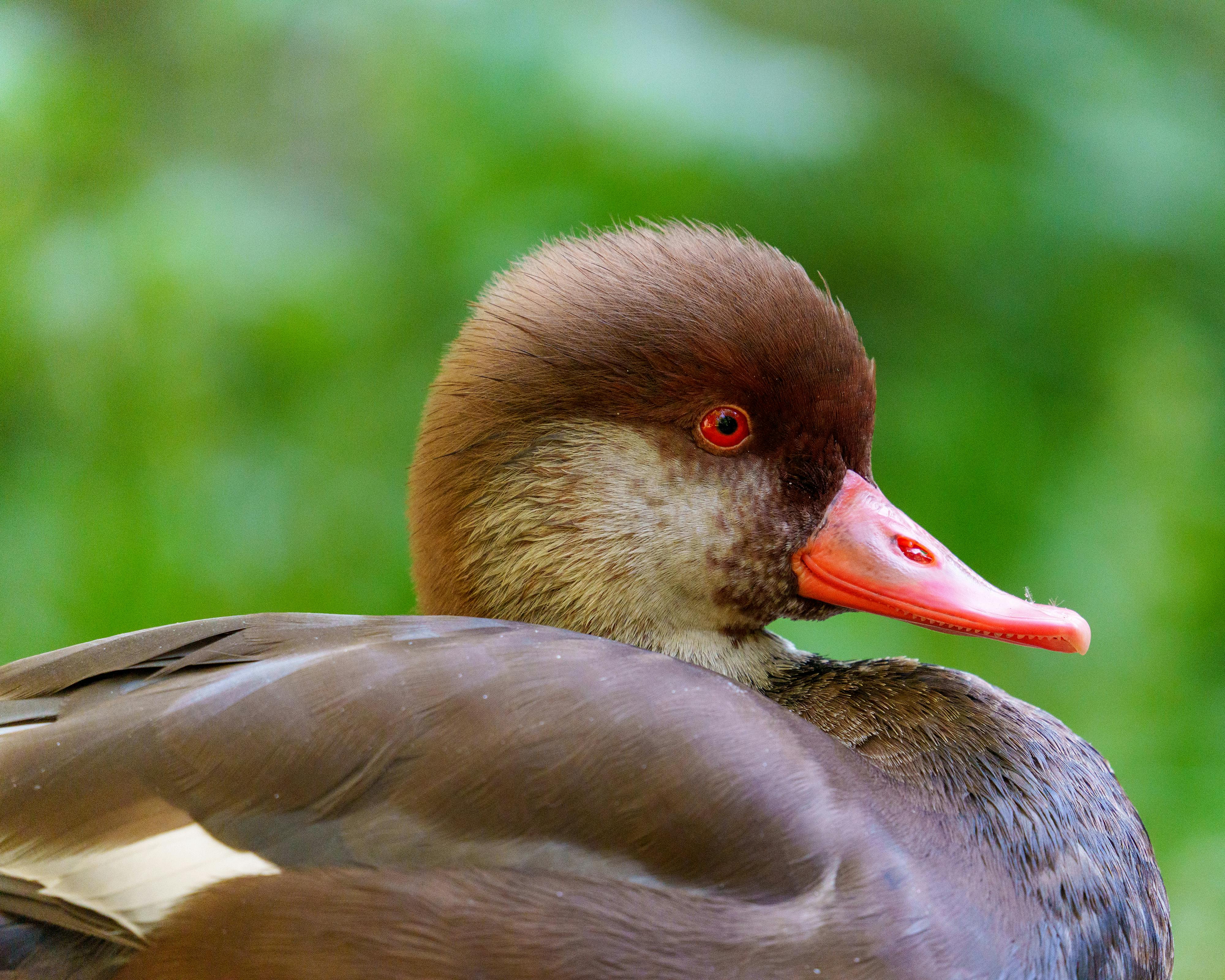 Anime Duck Photos, Download The BEST Free Anime Duck Stock Photos & HD ...