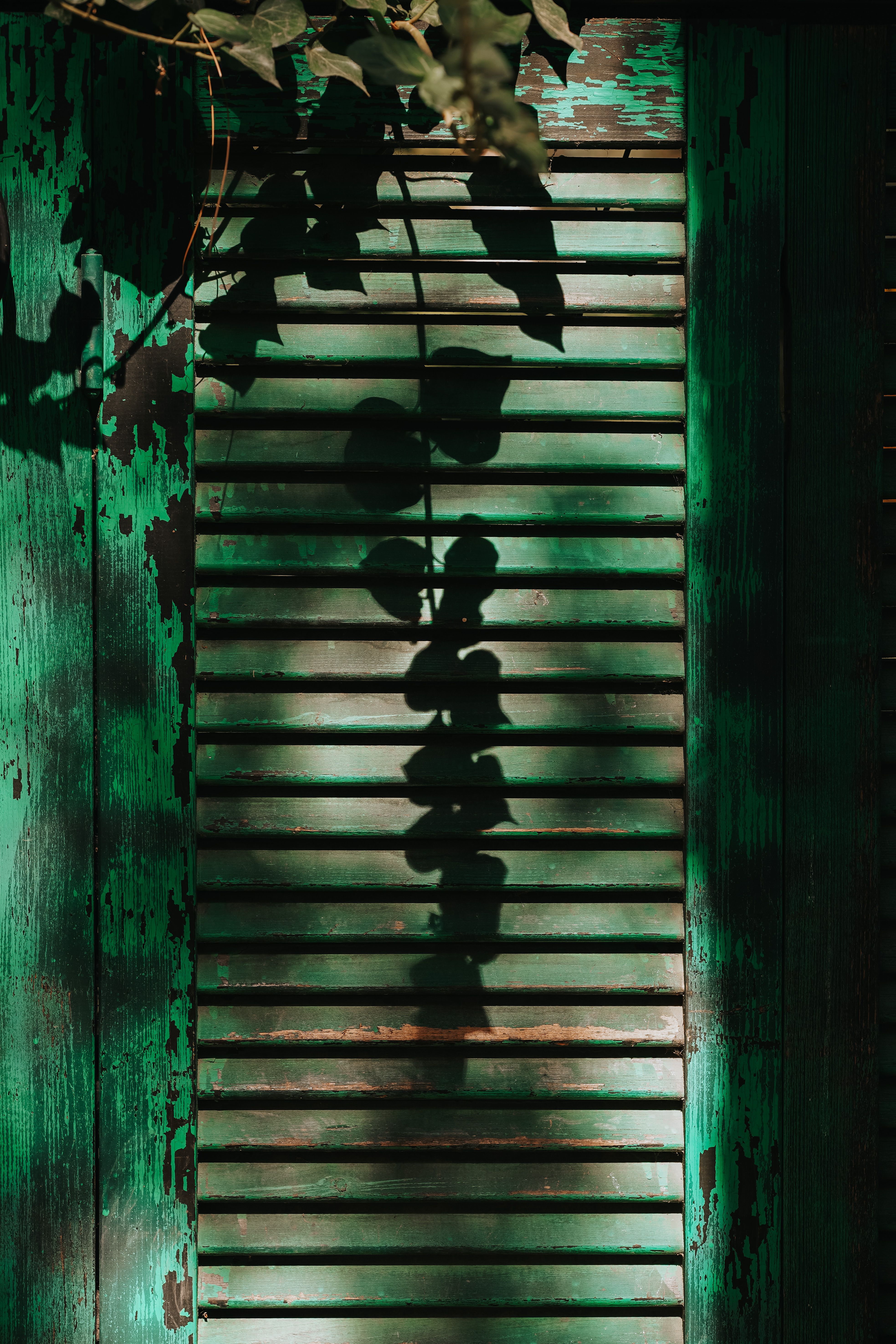 Shadow of Vine Leaves on an Old Green Window Shutter · Free Stock Photo
