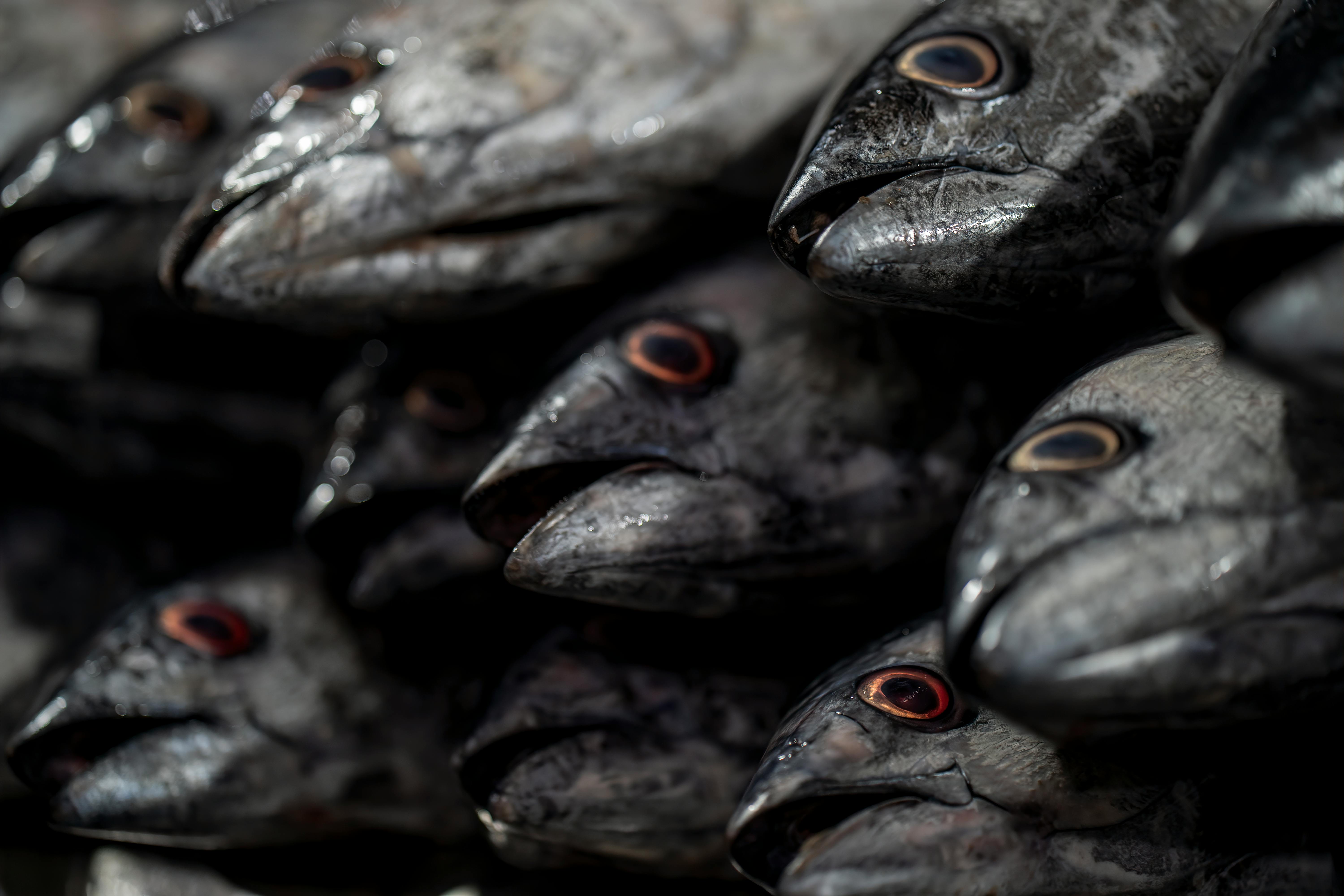 10,000+张最精彩的“Catch Fish”图片 · 100%免费下载 · Pexels素材图片