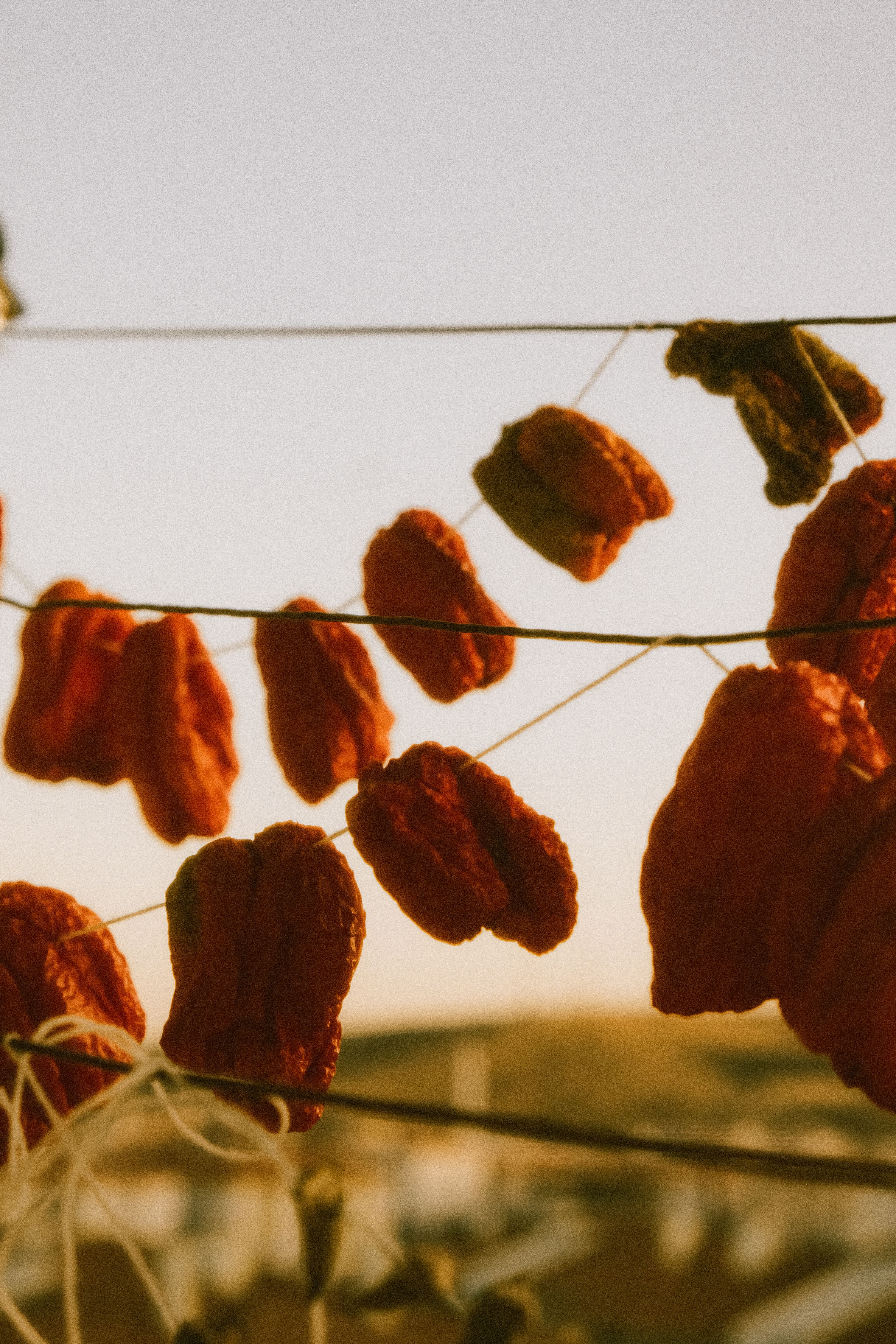 Dried Flowers Hanging on a String · Free Stock Photo
