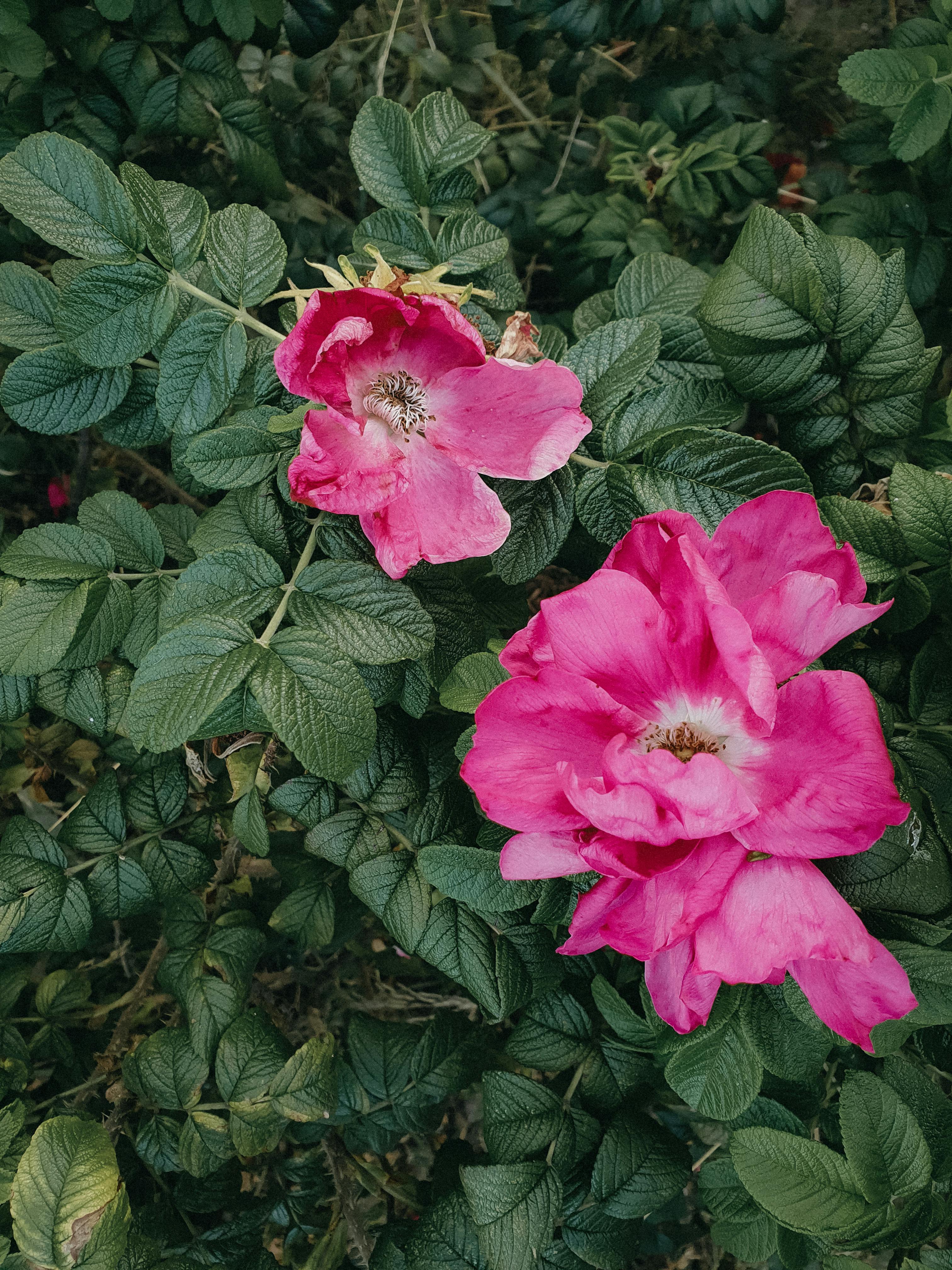 Close up of Pink Roses in Nature · Free Stock Photo