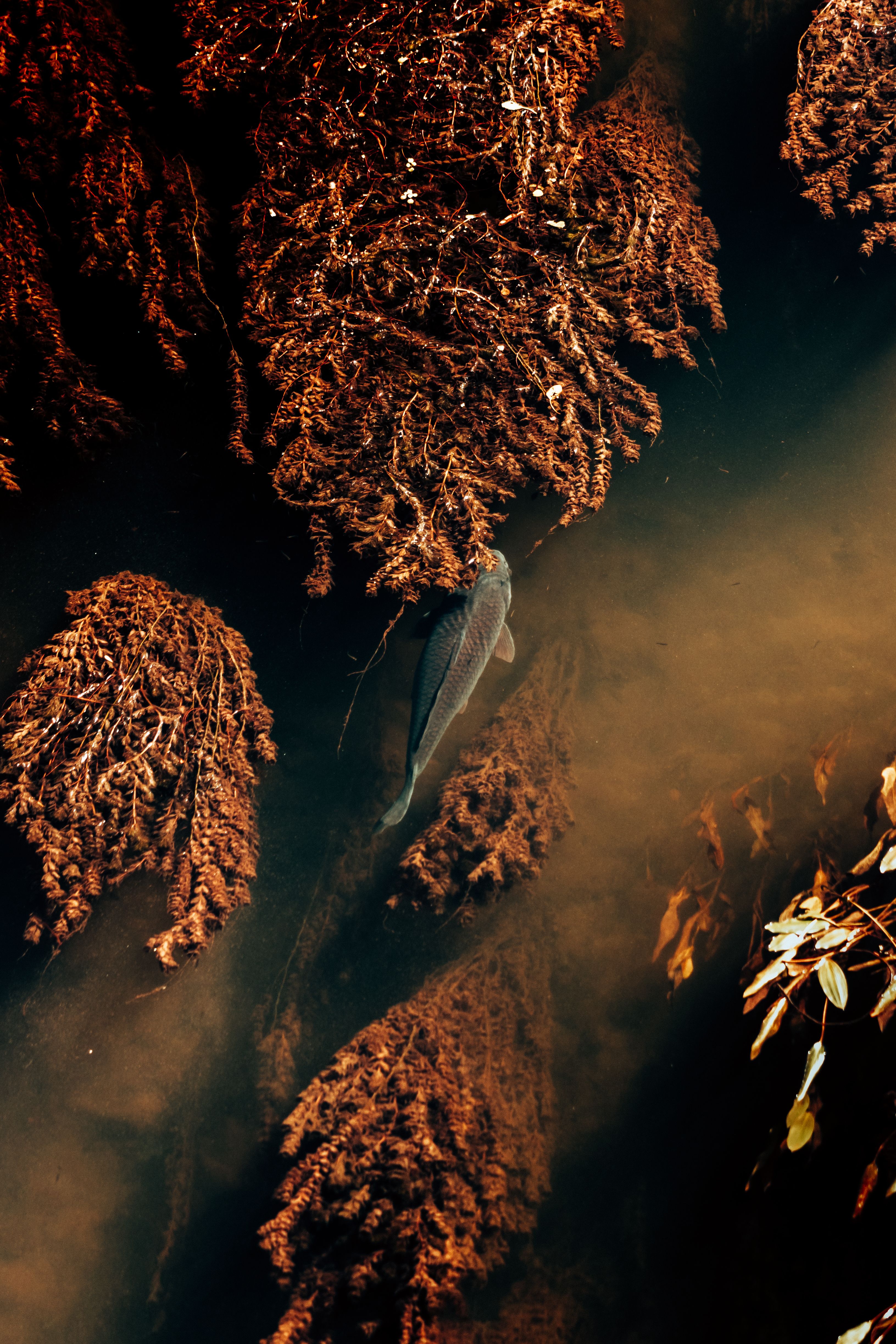 Fish in Lake Water · Free Stock Photo