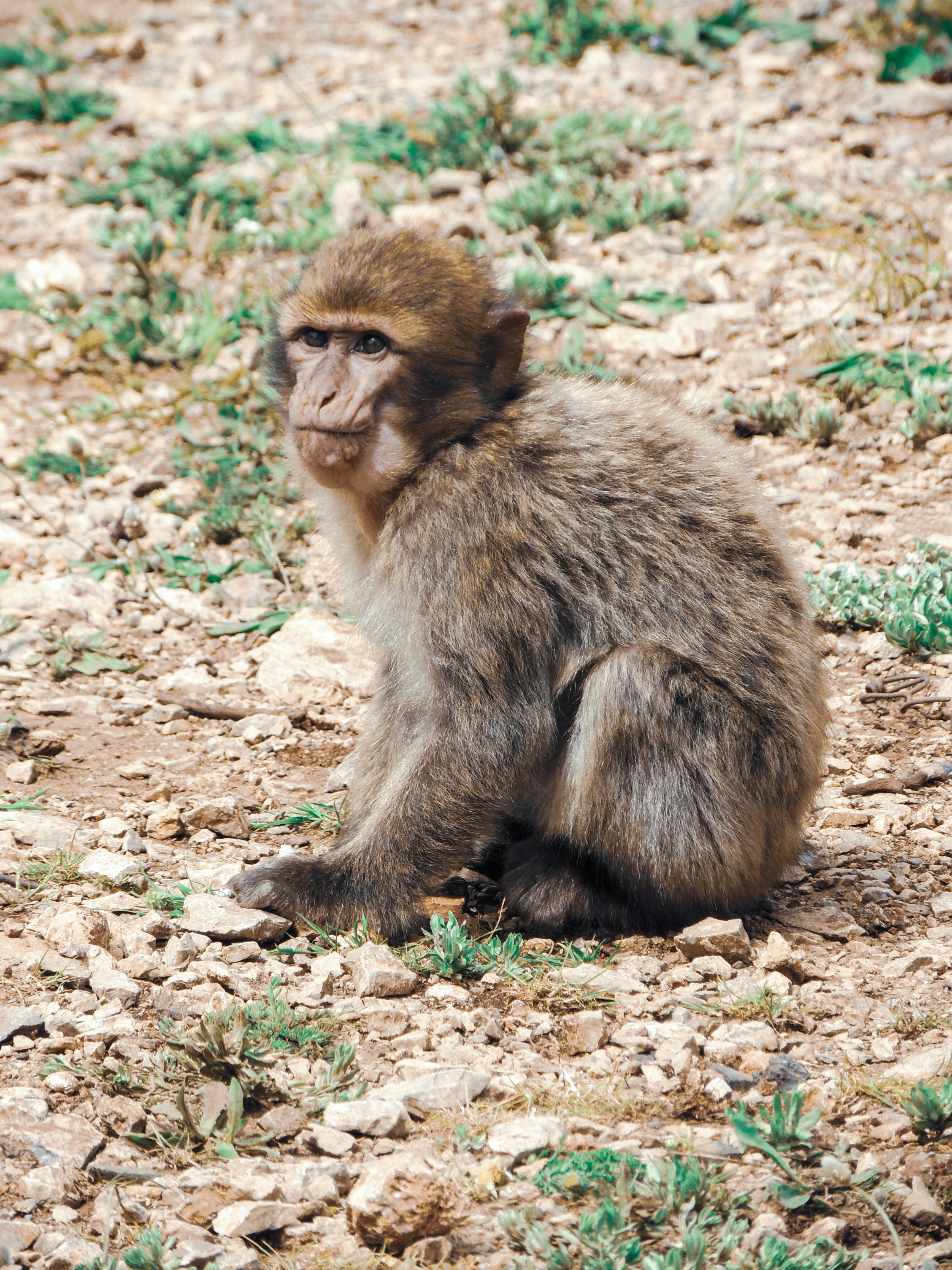 Little Monkey at the Zoo · Free Stock Photo