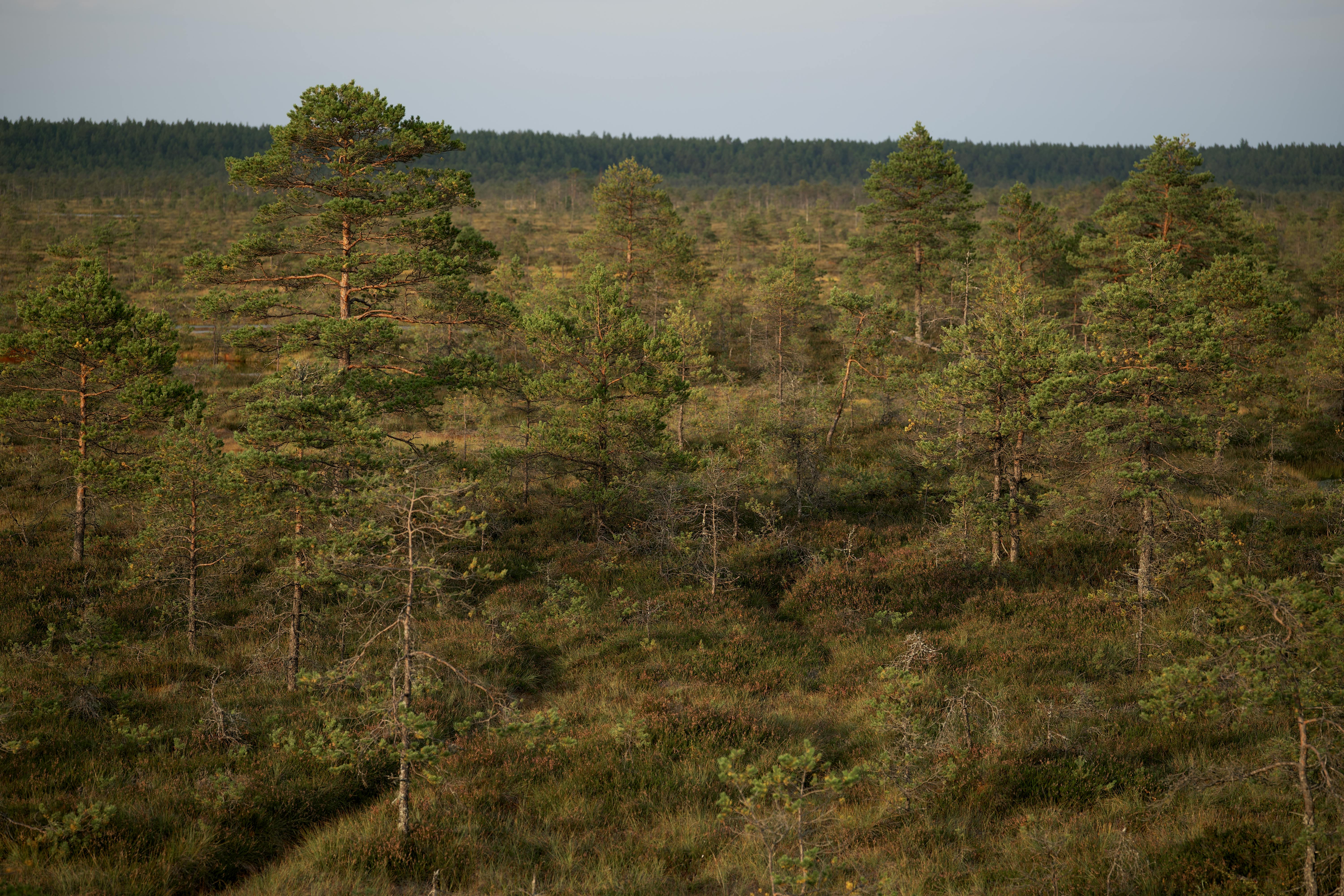 A forest with many trees and grass · Free Stock Photo
