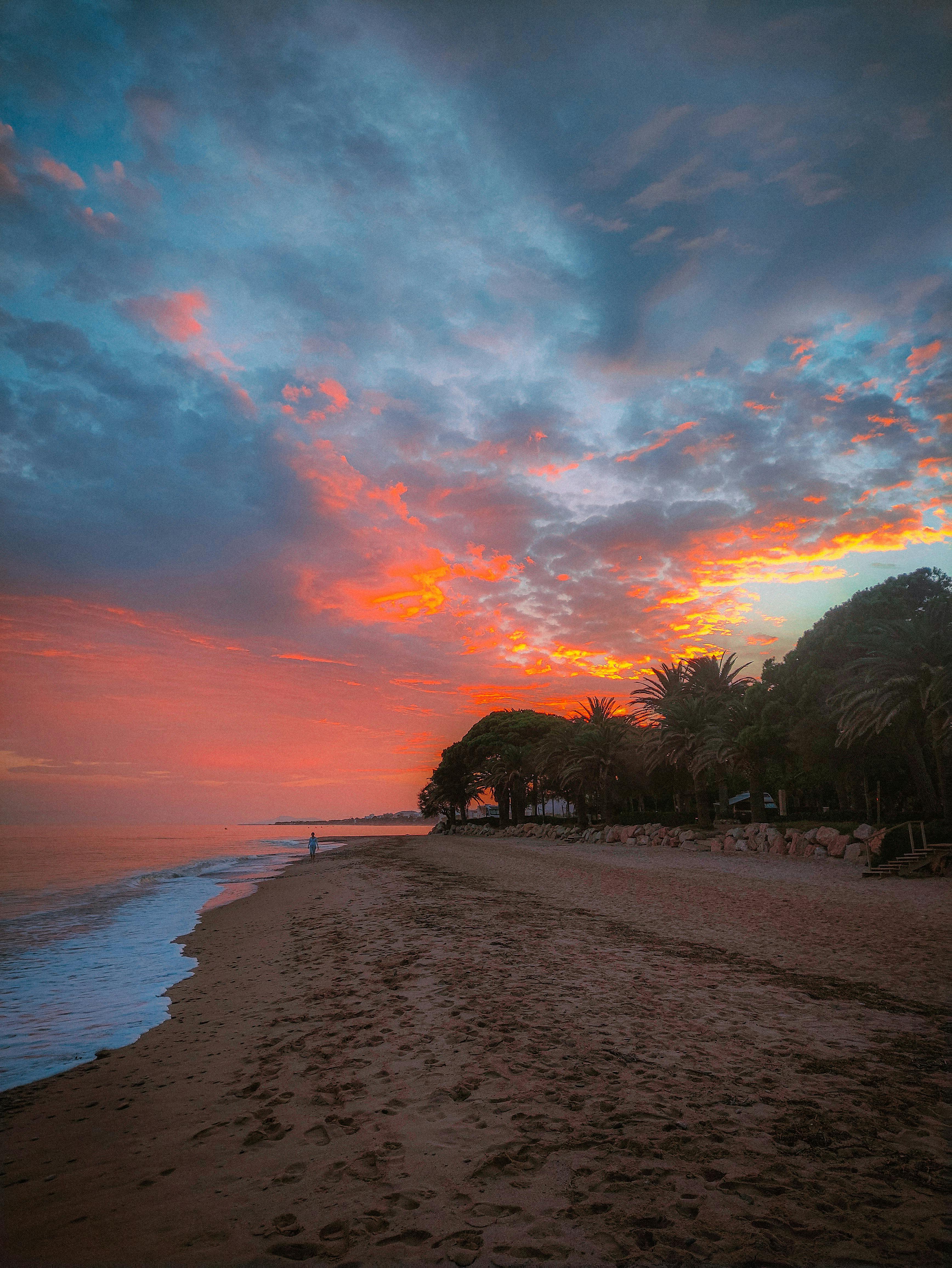 Norm By Palm Trees Photos, Download The BEST Free Norm By Palm Trees ...