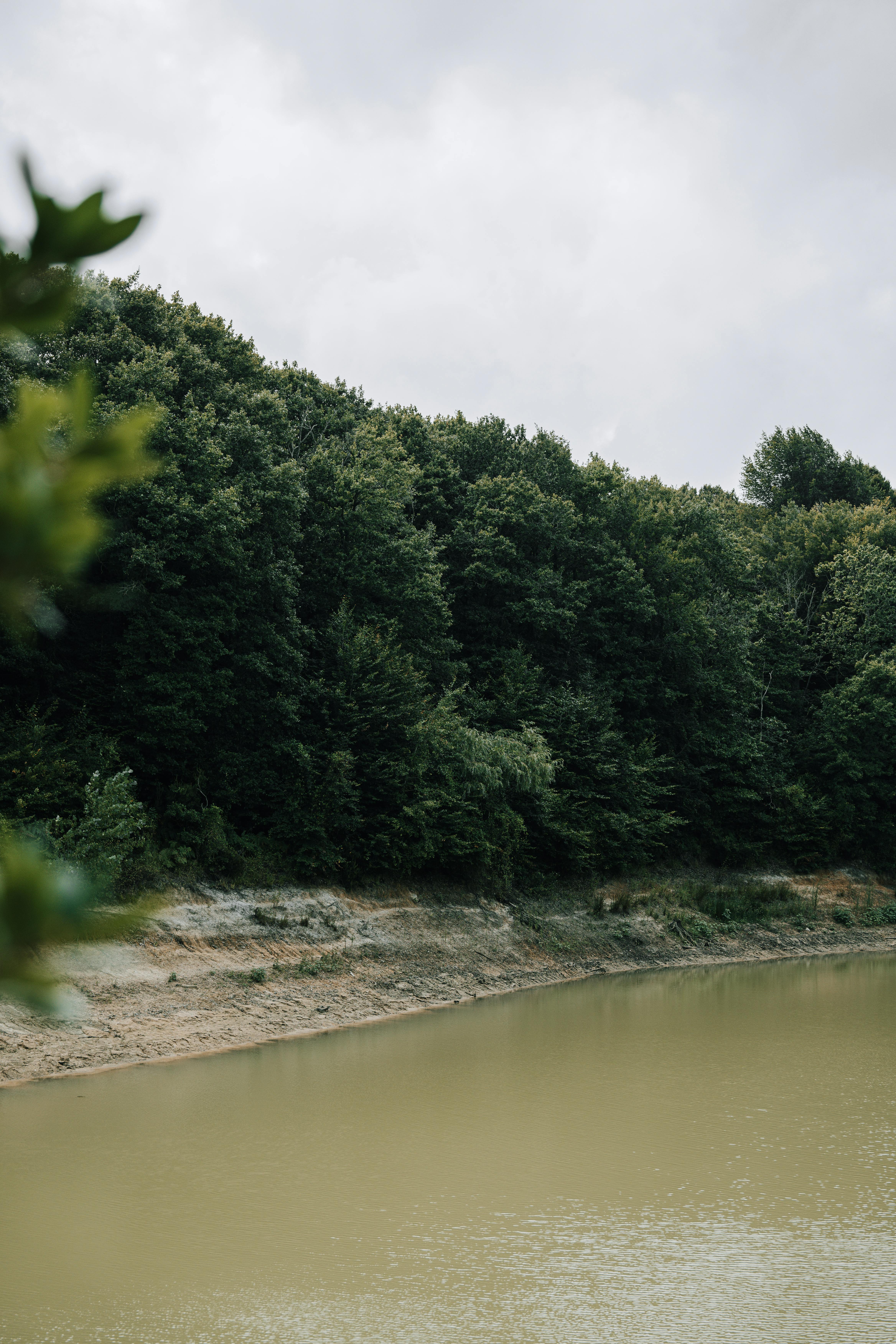 Forest by the Sea · Free Stock Photo