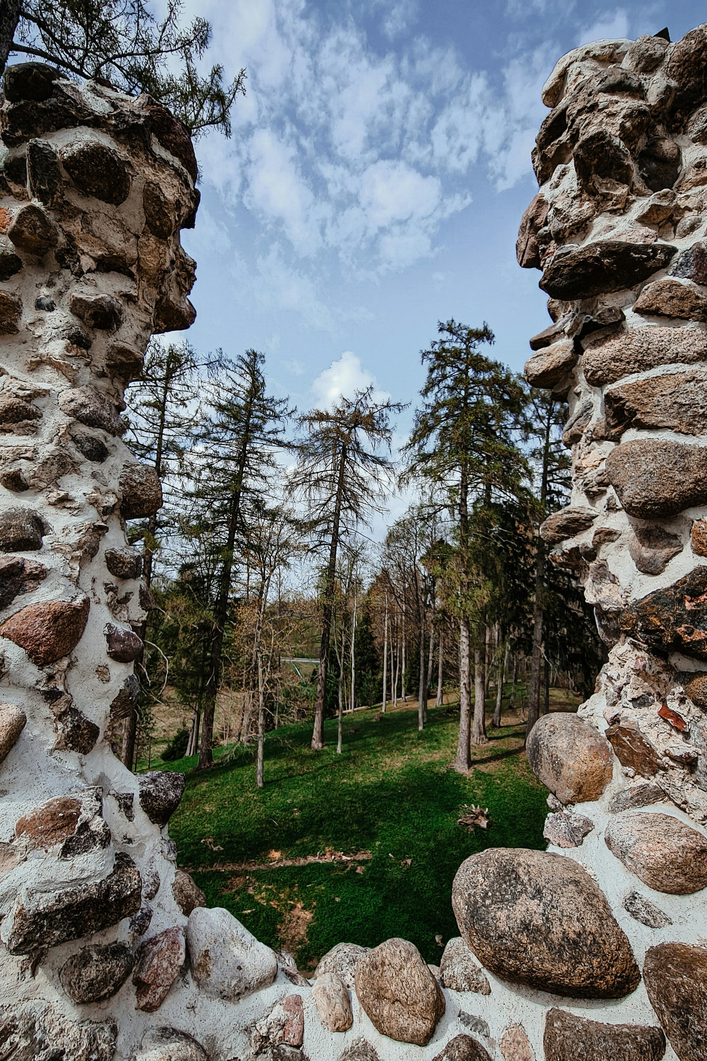 Forest Opening Photos, Download The BEST Free Forest Opening Stock ...