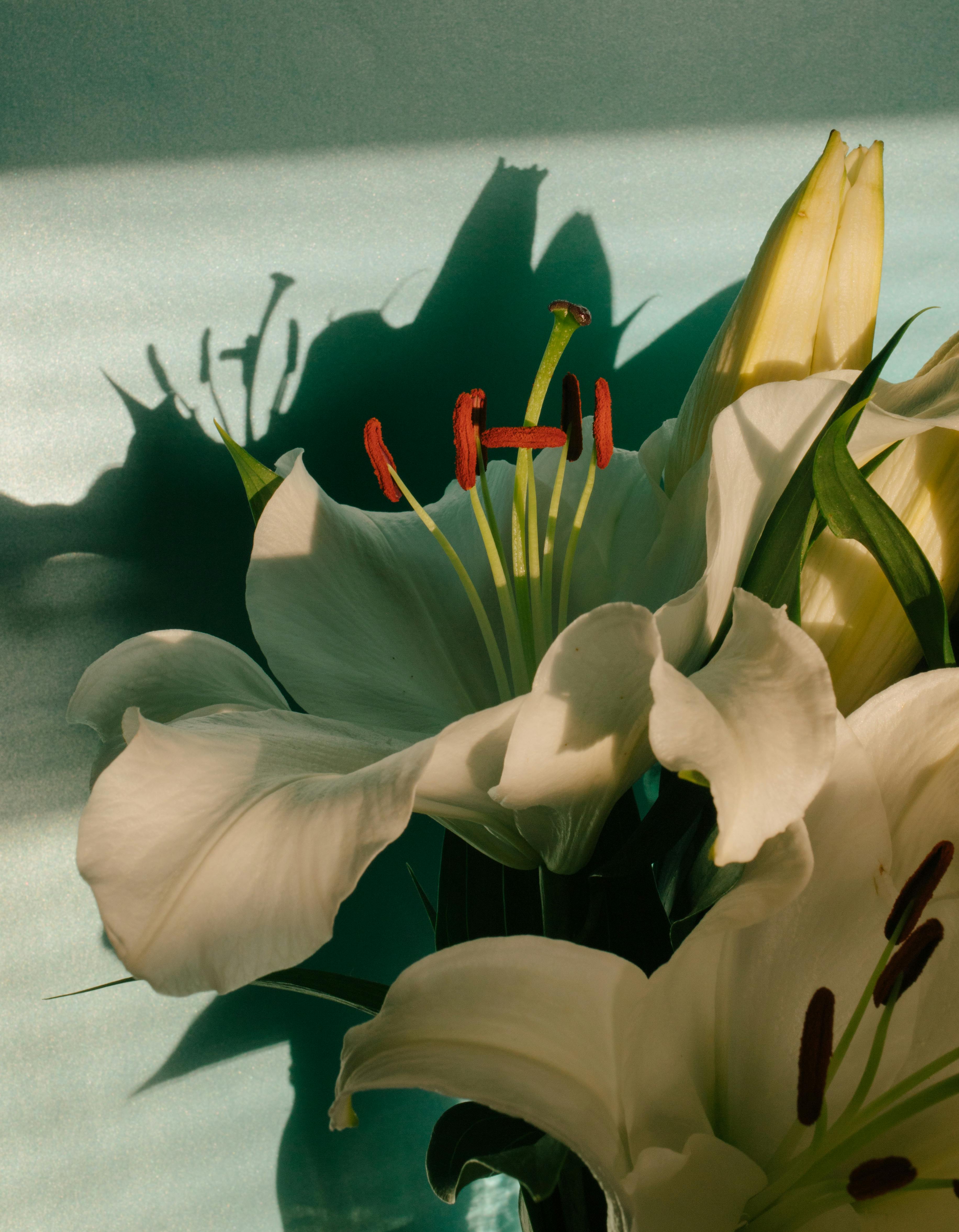 Close-up of Blooming Lilies · Free Stock Photo