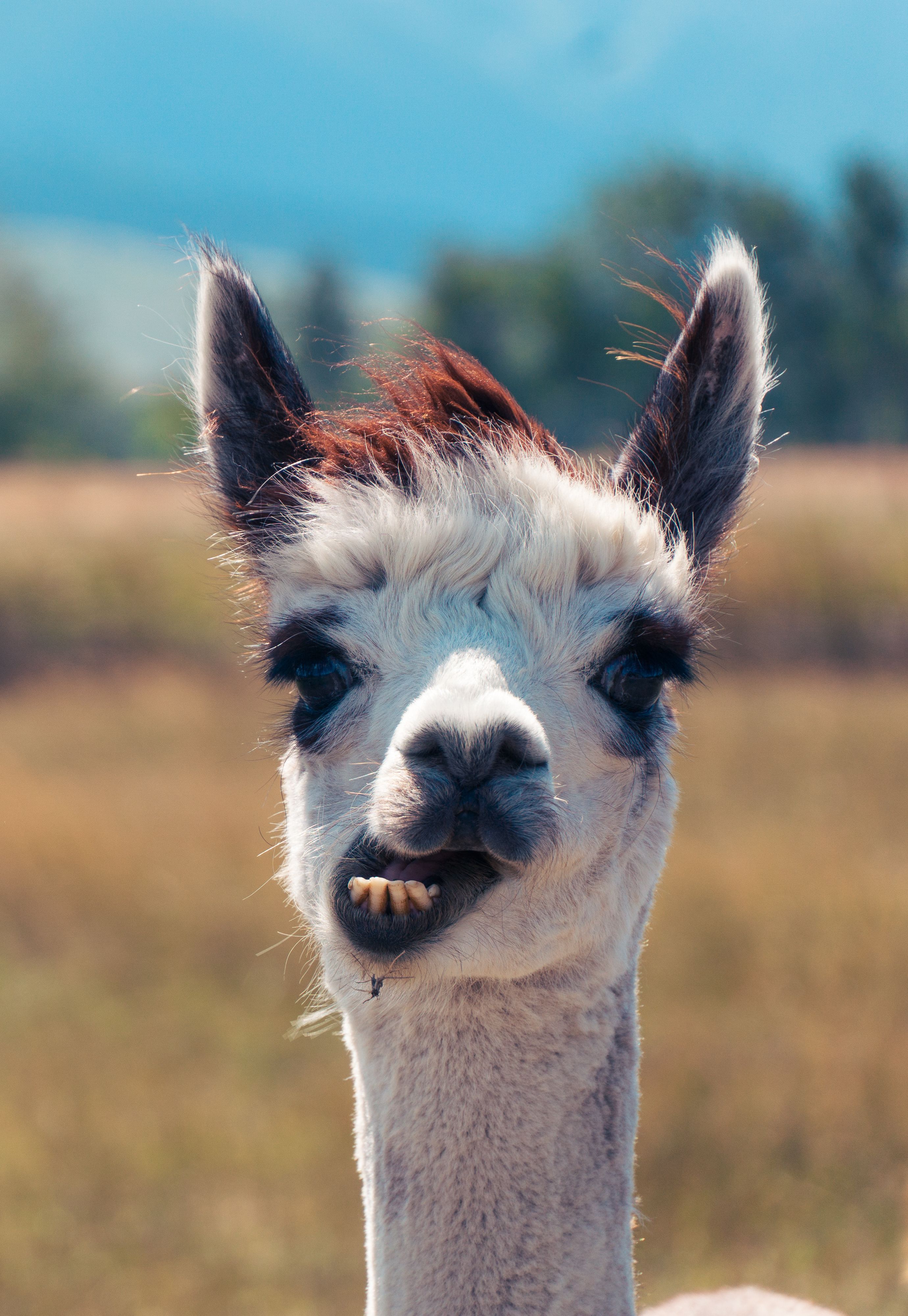 Funny Animation Photos, Download The BEST Free Funny Animation Stock ...