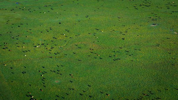 Cattle Farm Aerial Photos, Download The BEST Free Cattle Farm Aerial ...