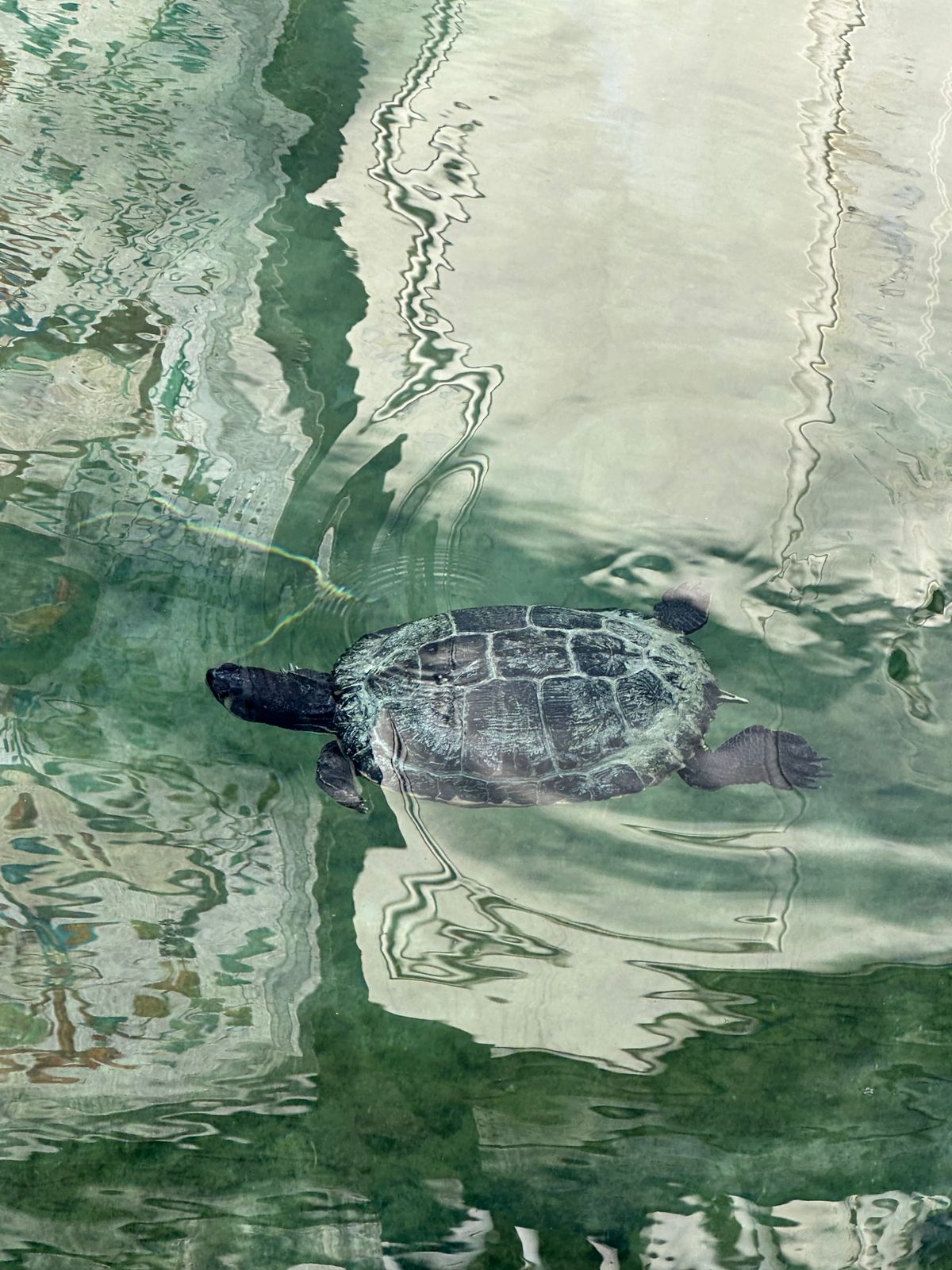 Turtle Swimming Photos, Download The BEST Free Turtle Swimming Stock ...