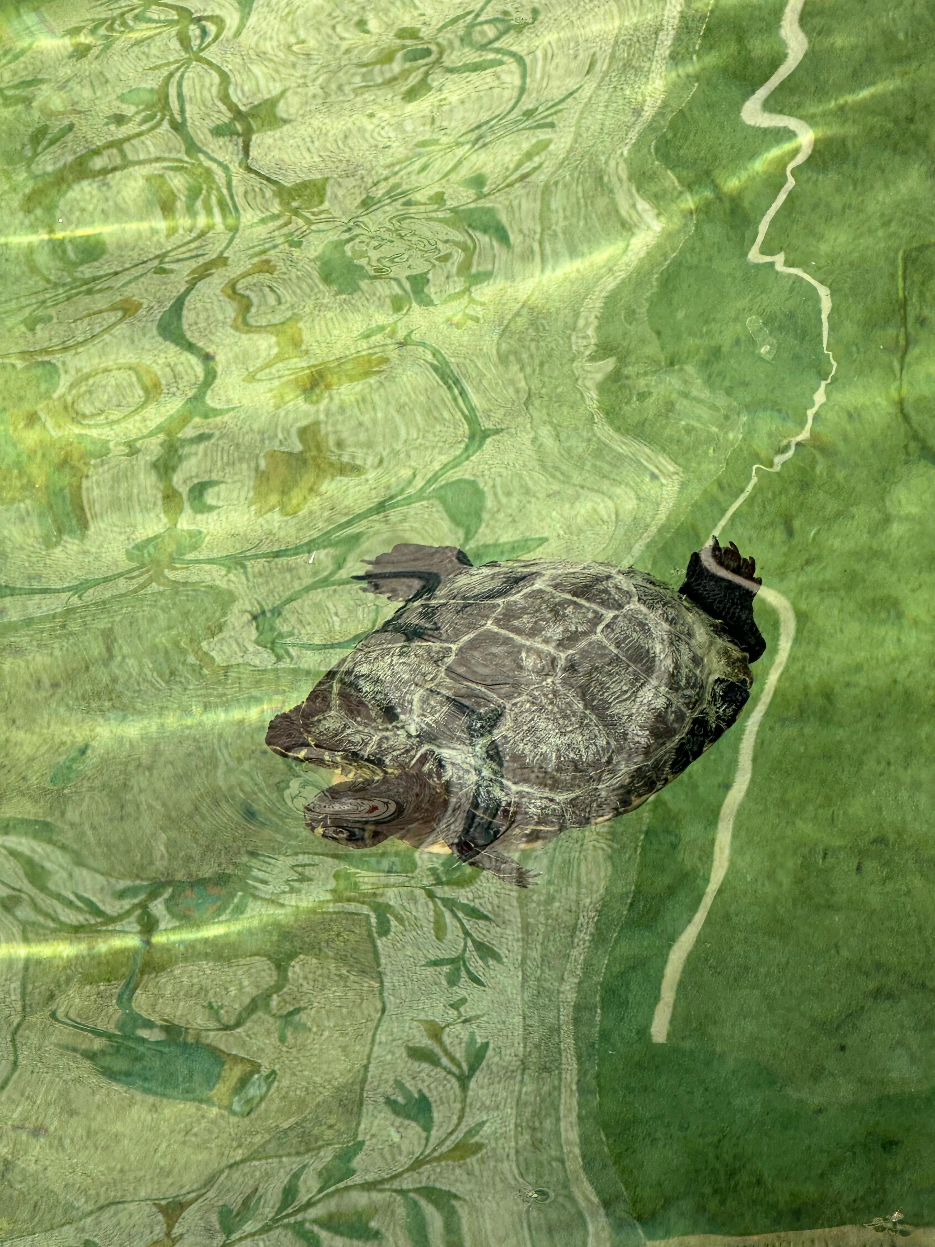 Turtle in Pool · Free Stock Photo