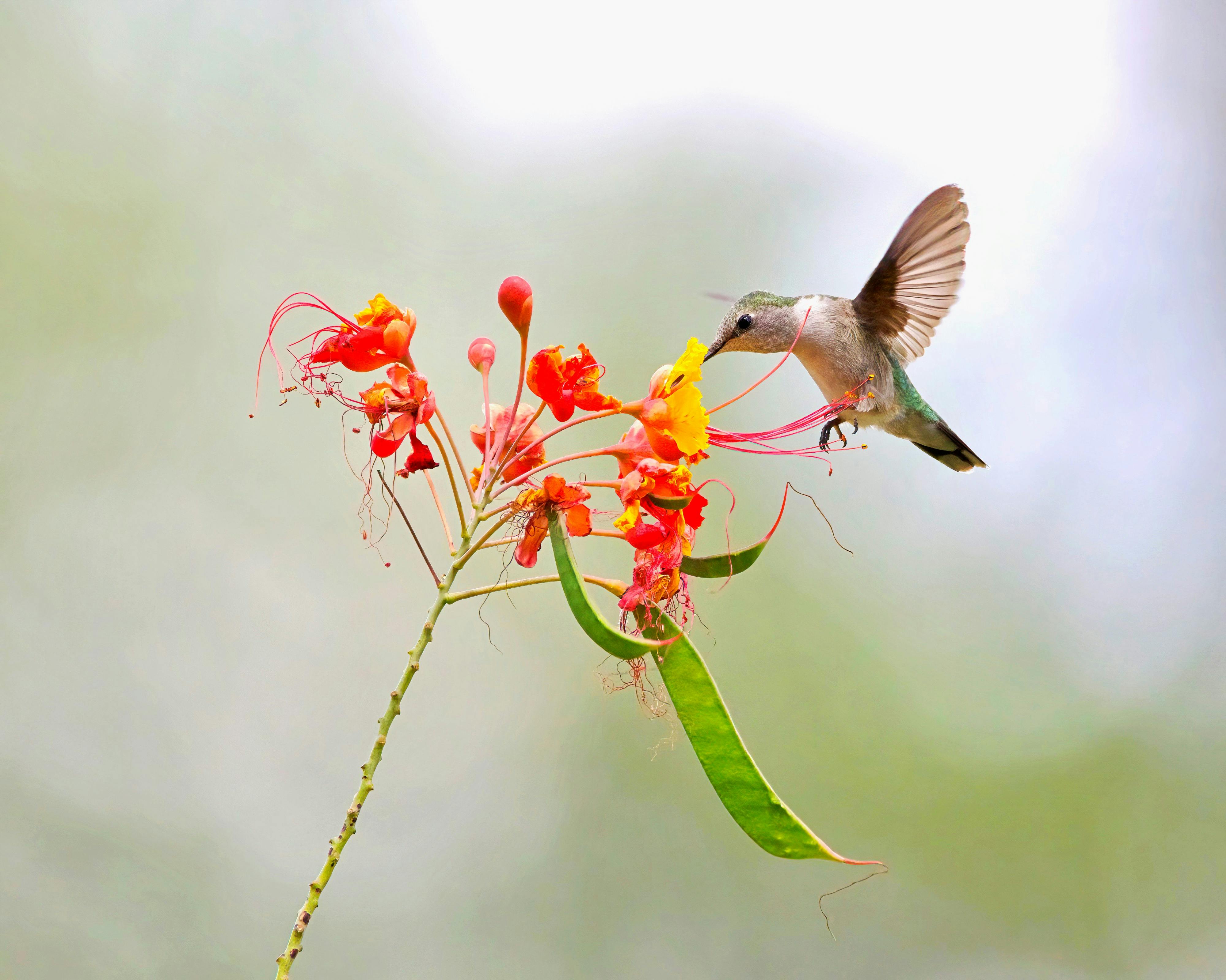Close-Up Photography of Hummingbird · Free Stock Photo