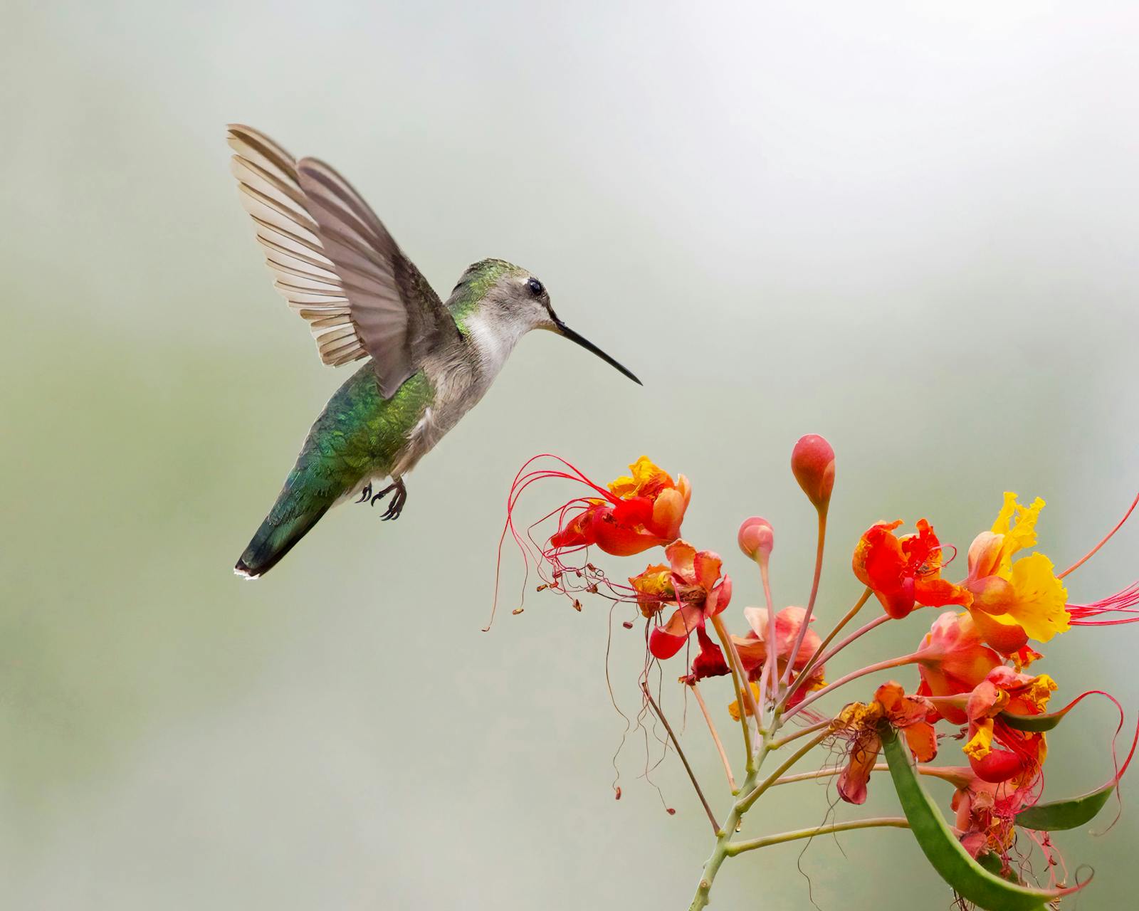 Hummingbirds Photos, Download The BEST Free Hummingbirds Stock Photos ...