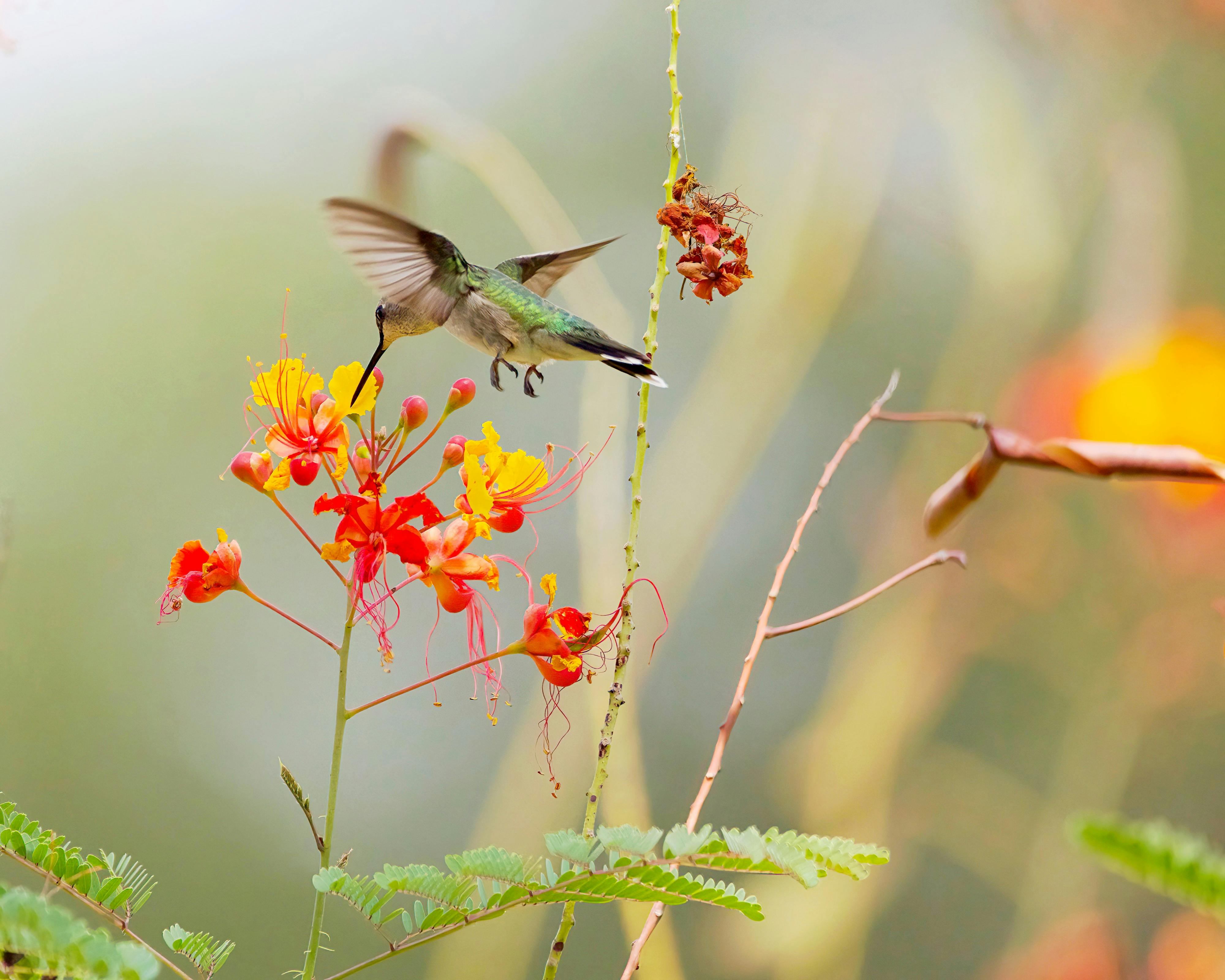 Photo of a Flying Hummingbird · Free Stock Photo