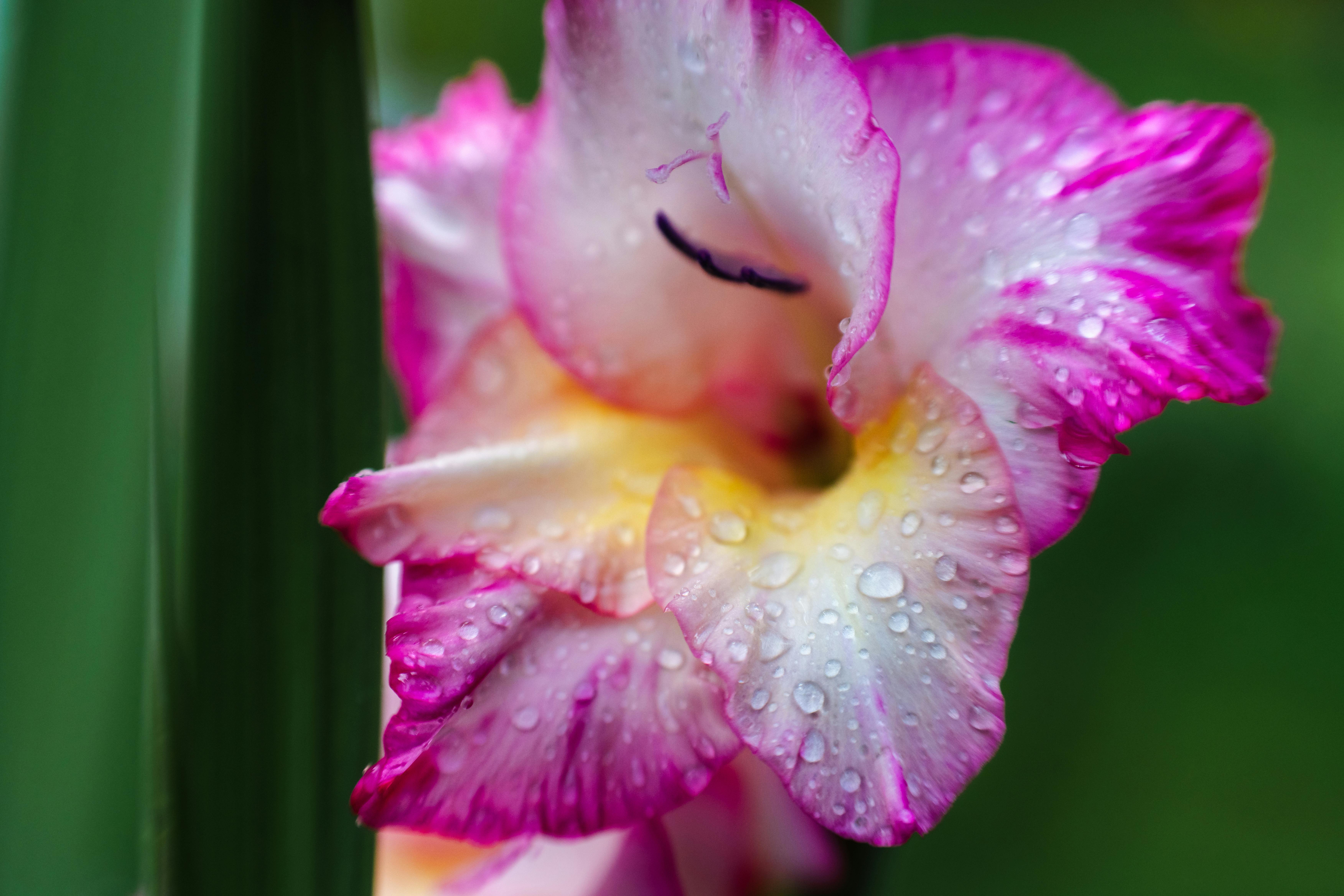 Mian Rizwan - Photographie