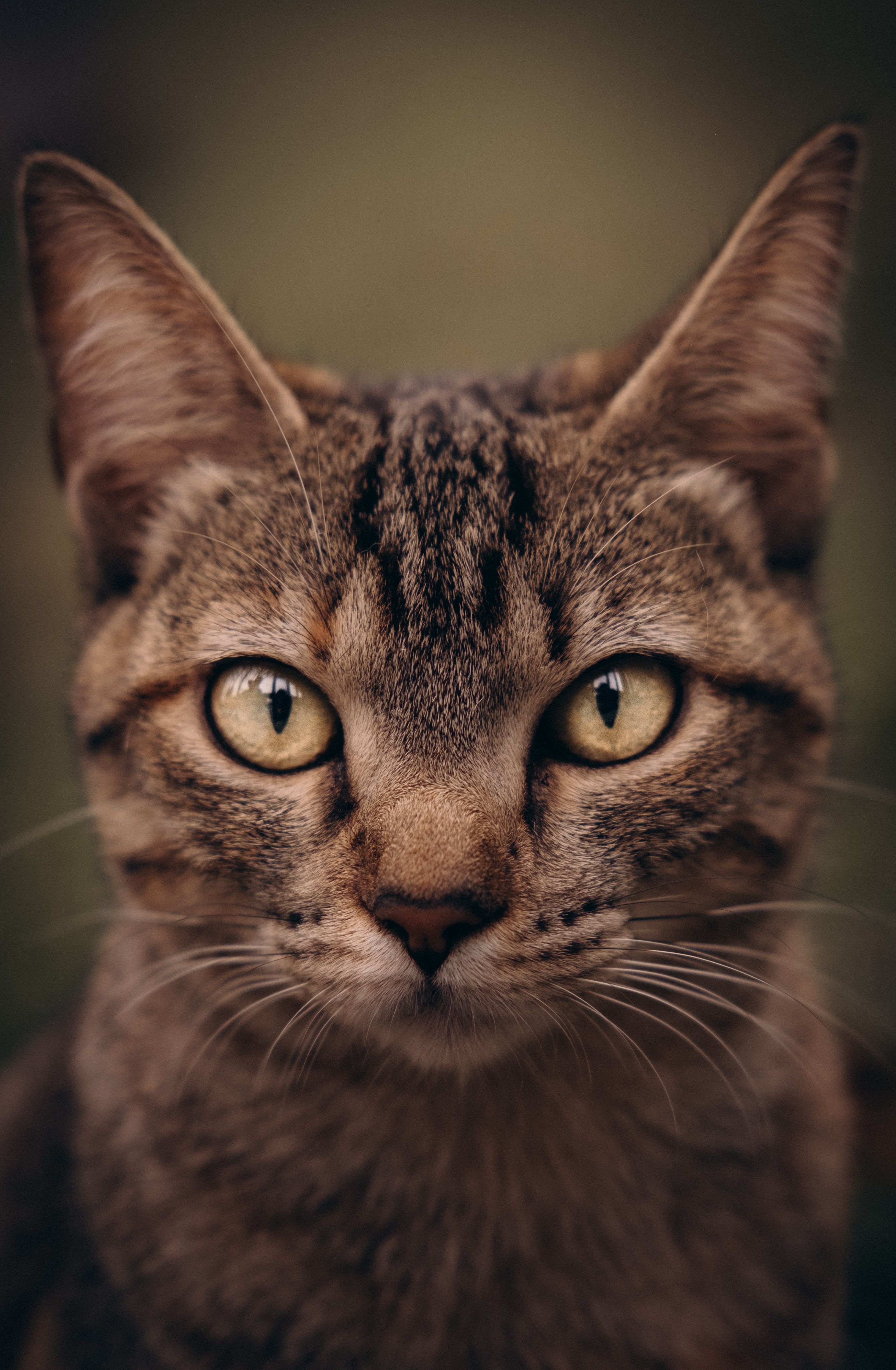 Close-up of a Cat Head · Free Stock Photo