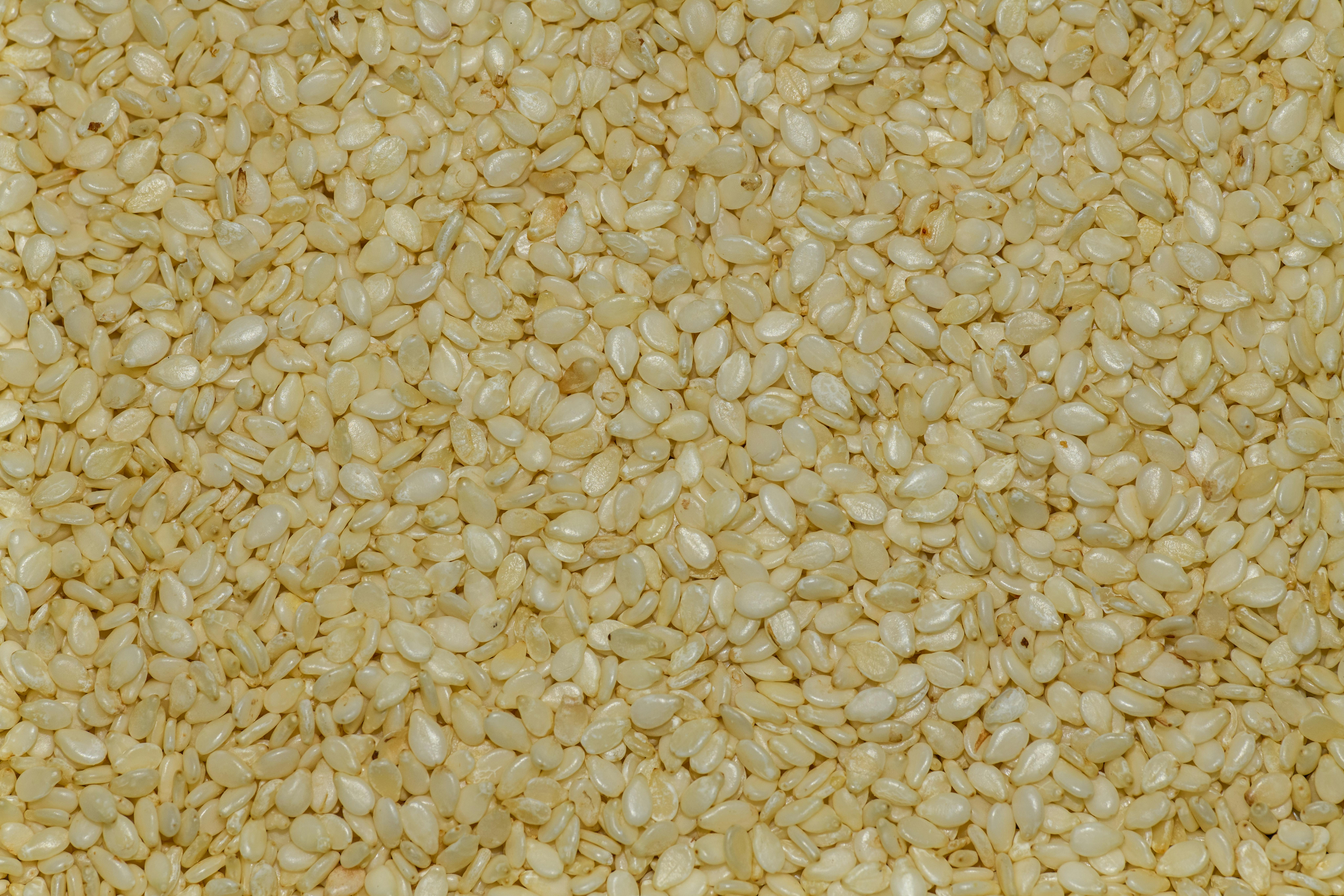 Close-up of Sesame Seeds · Free Stock Photo