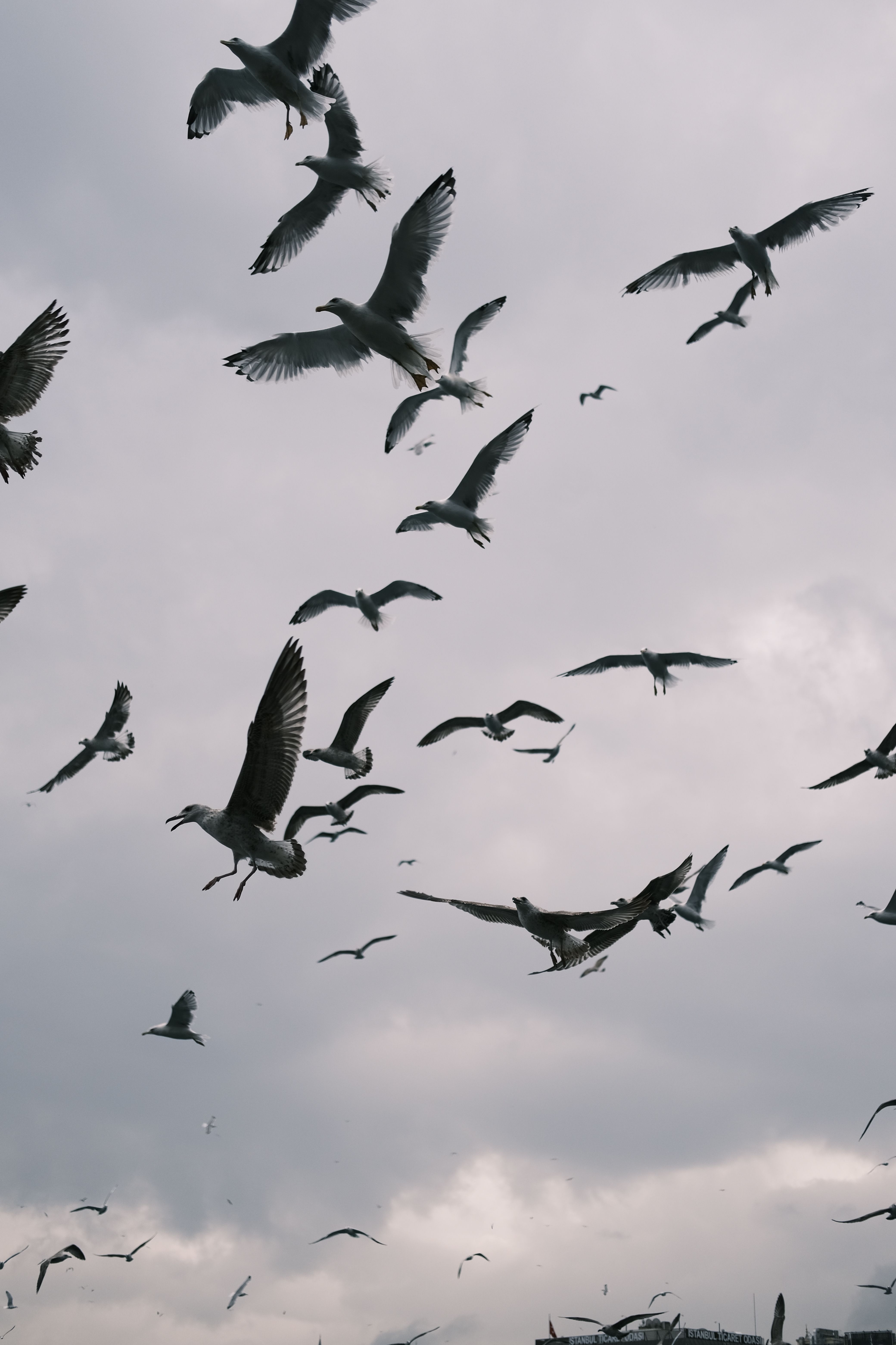Photo of Flying Birds · Free Stock Photo