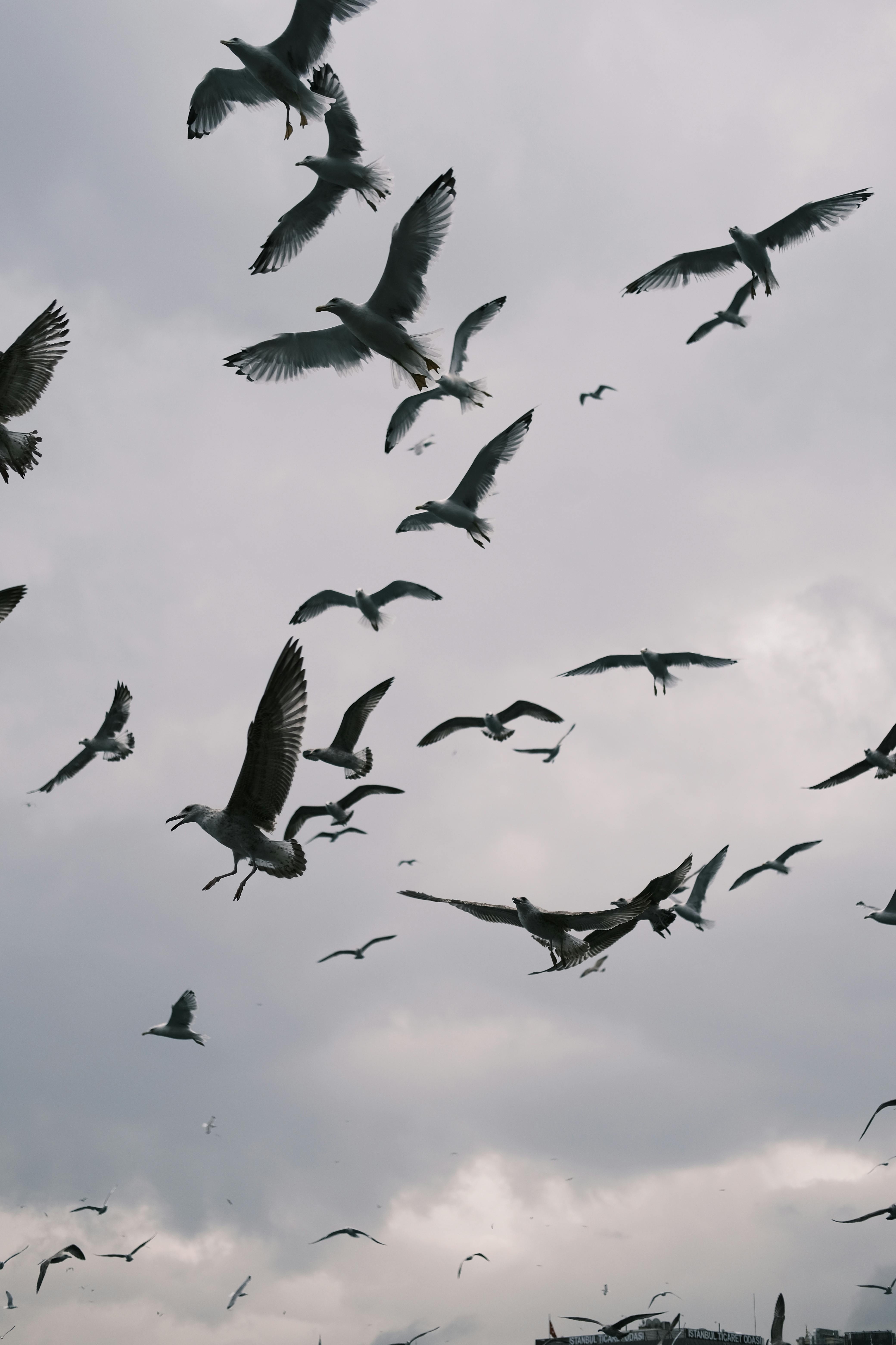 Low Angle Photography of Flock of Flying Gulls · Free Stock Photo