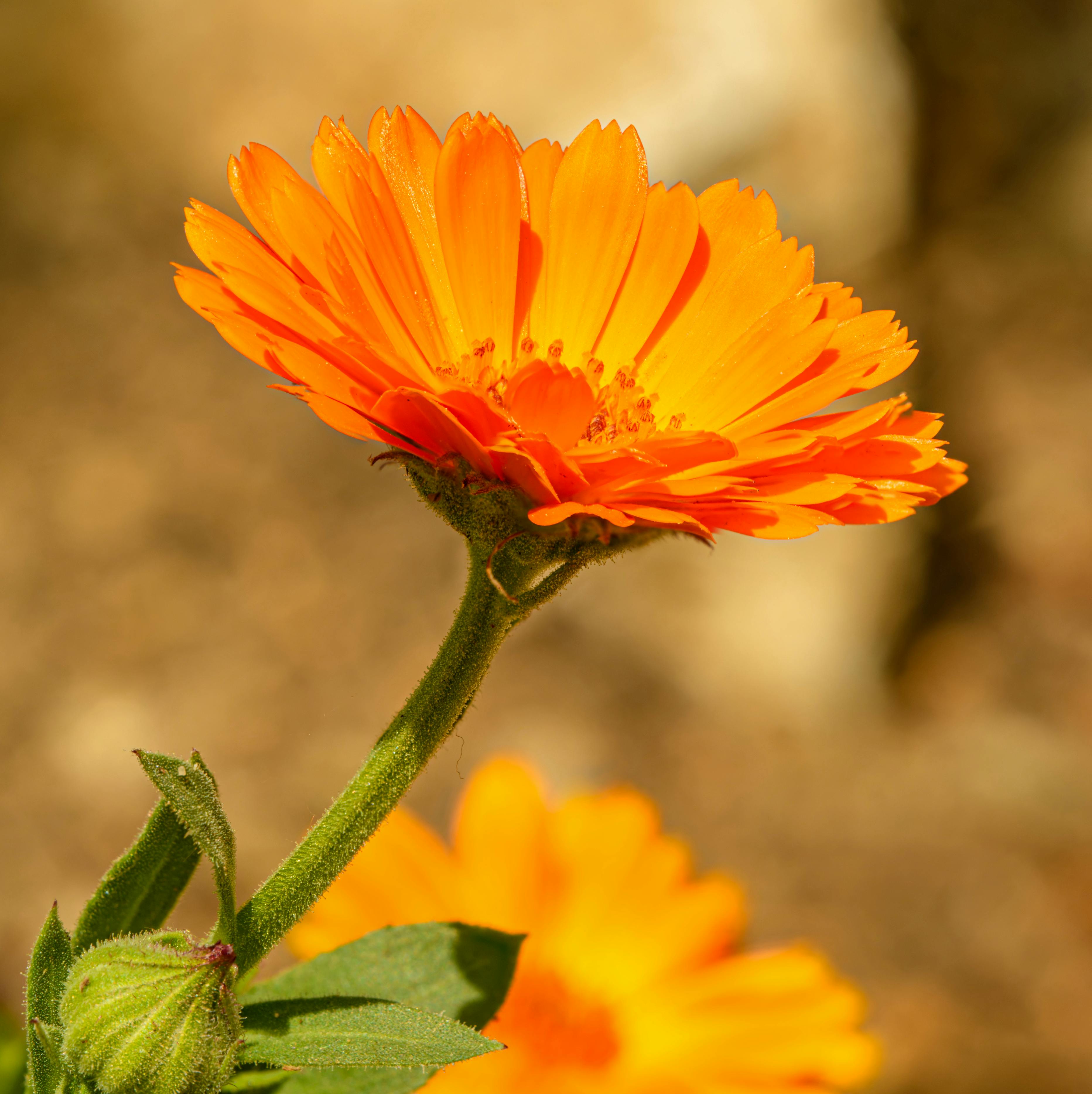 Close-Up Photography of Orange Flower · Free Stock Photo