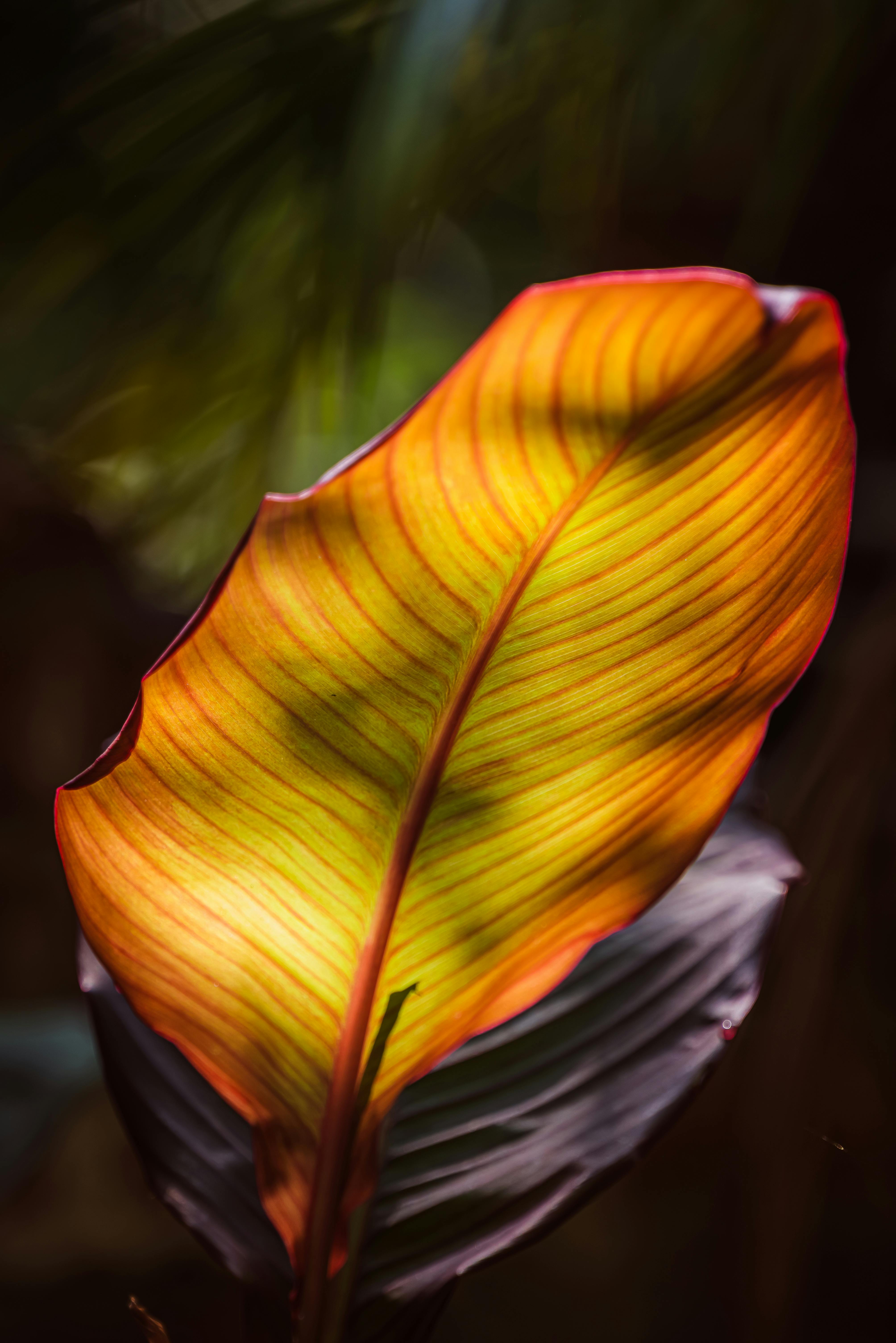 Enset Photos, Download The BEST Free Enset Stock Photos & HD Images