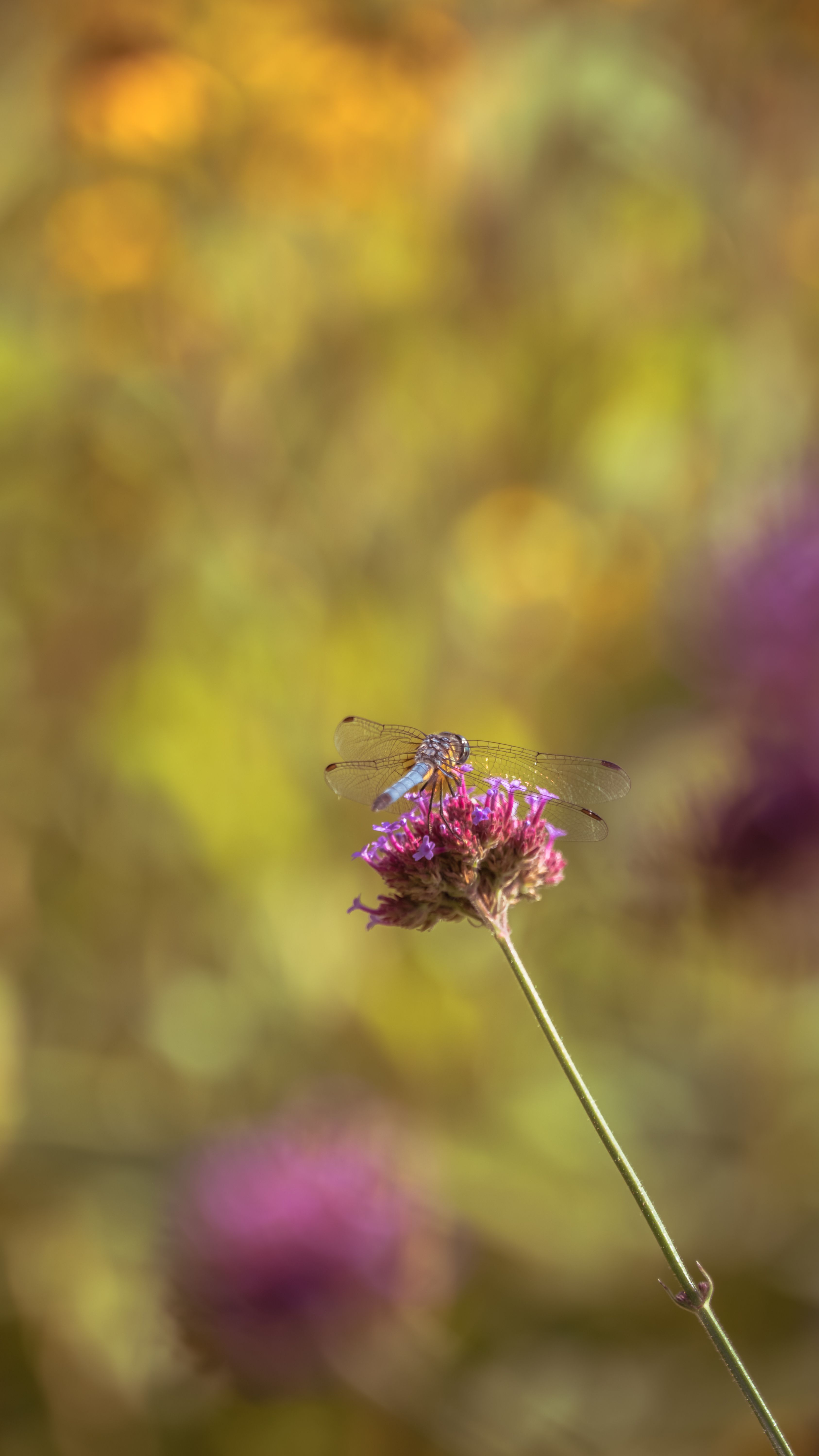 Mail Flower Photos, Download The BEST Free Mail Flower Stock Photos ...