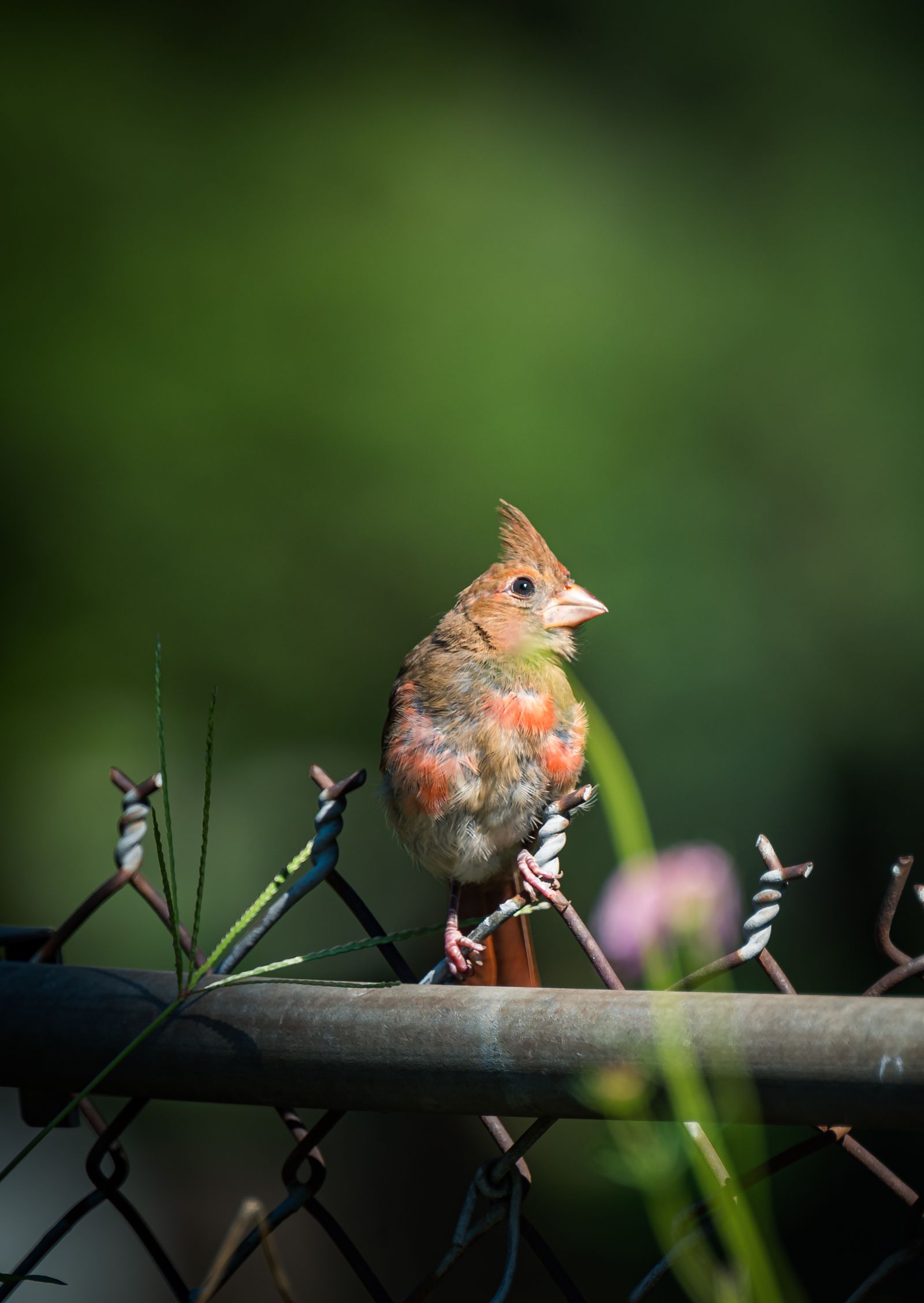 Cardinal Bird Photos, Download The BEST Free Cardinal Bird Stock Photos ...