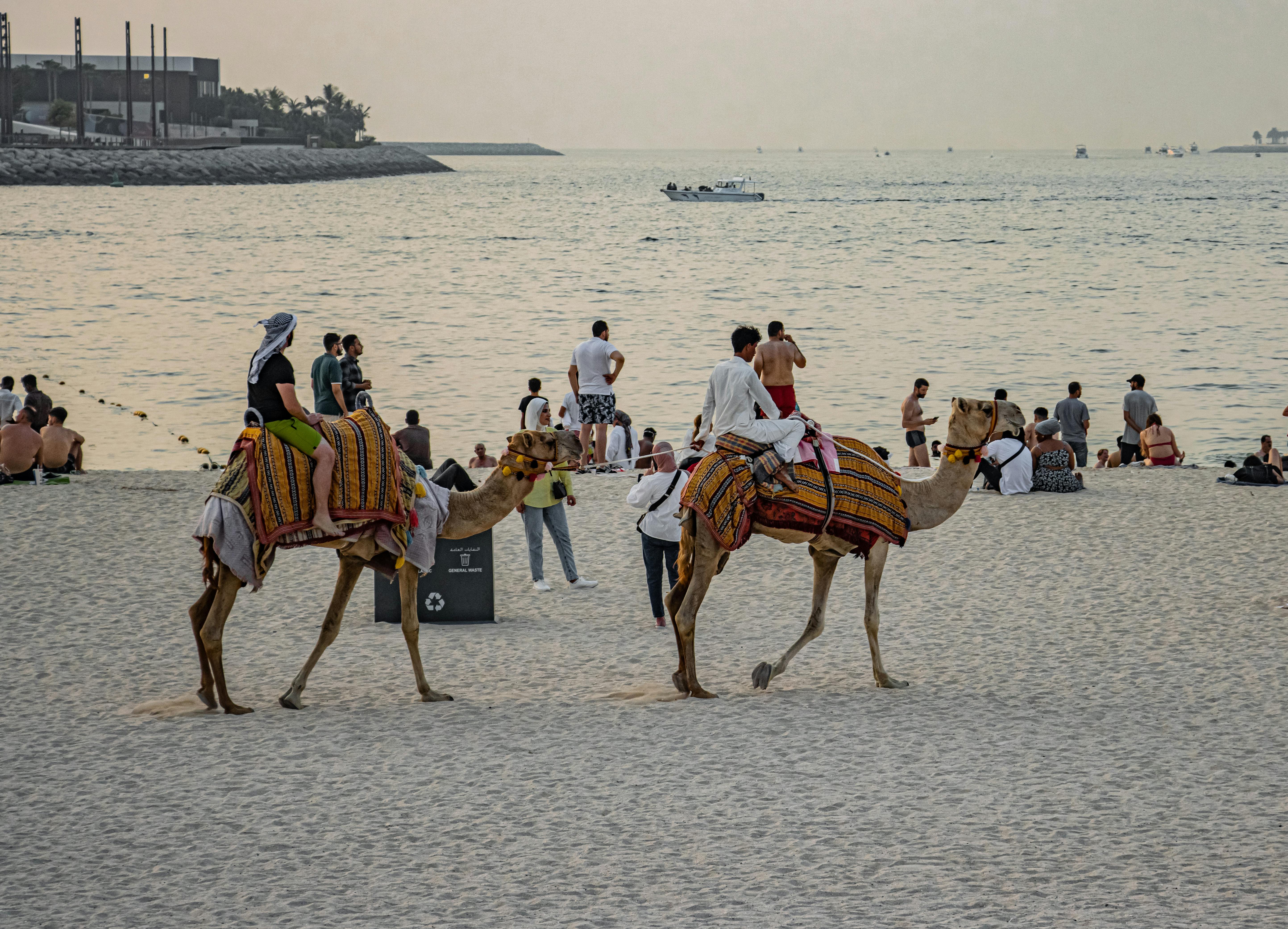 Men Riding Camels on Beach · Free Stock Photo