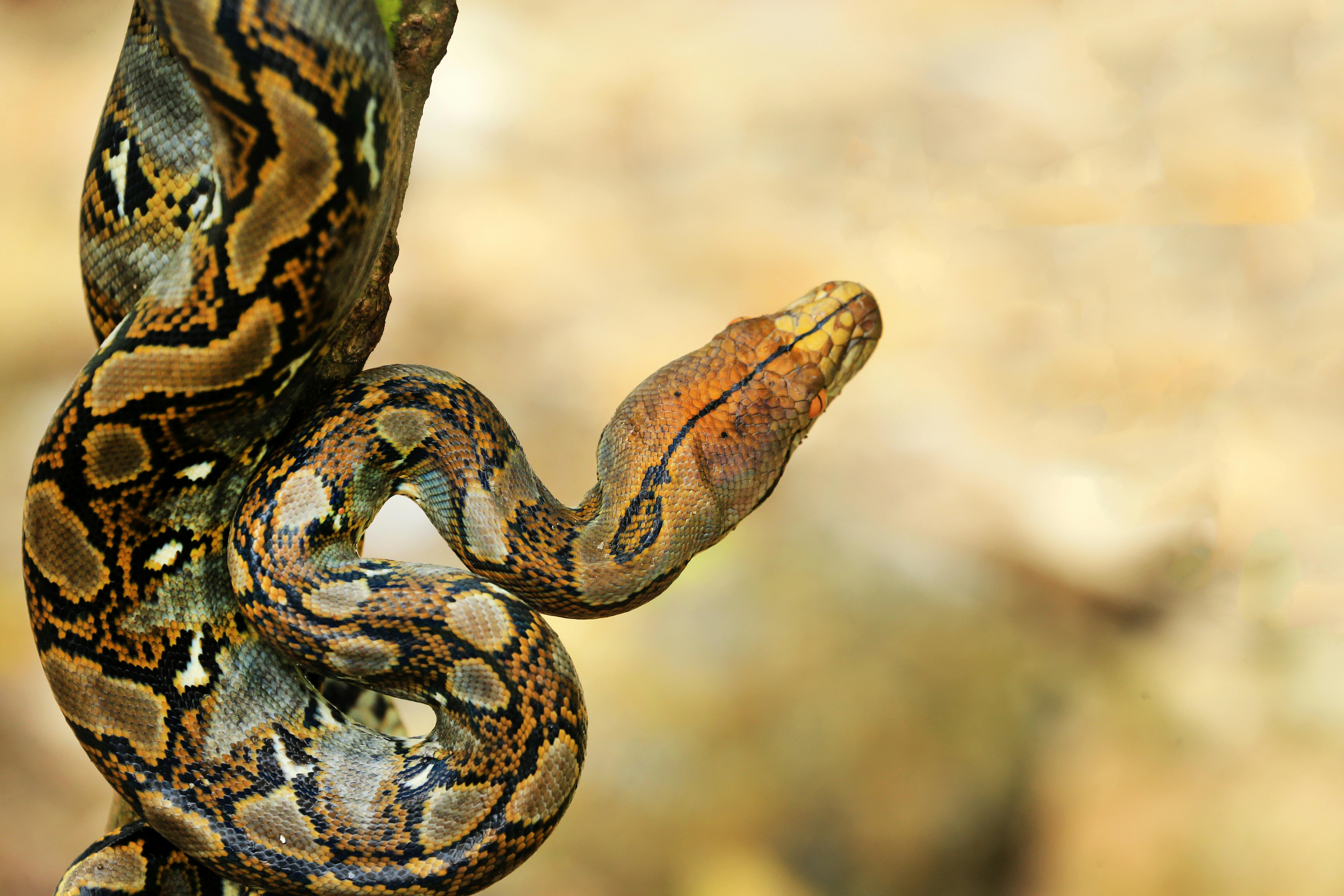 Close-up of a Python · Free Stock Photo