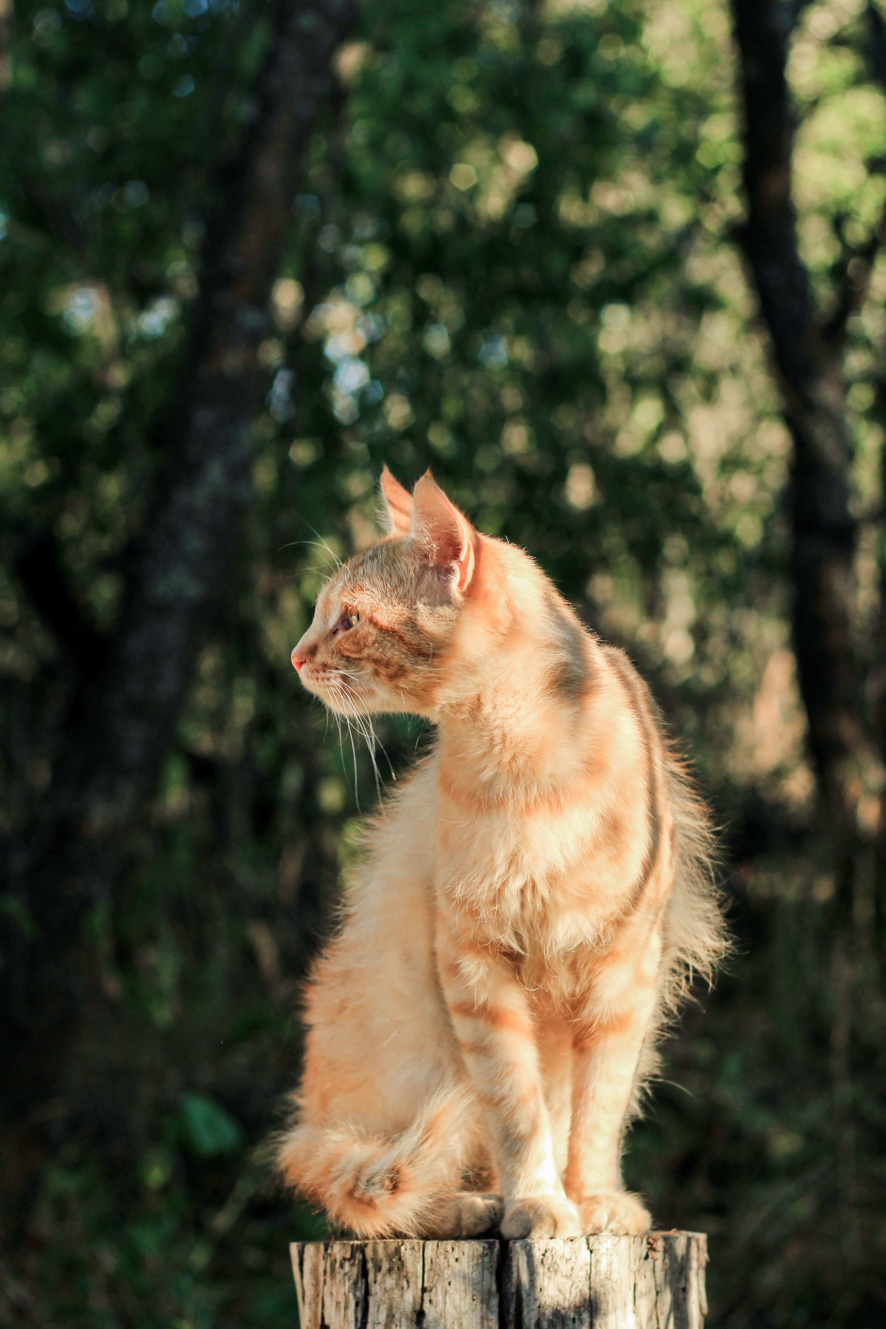 Photo gratuite de animal, animal de compagnie, animal de compagnie à ...