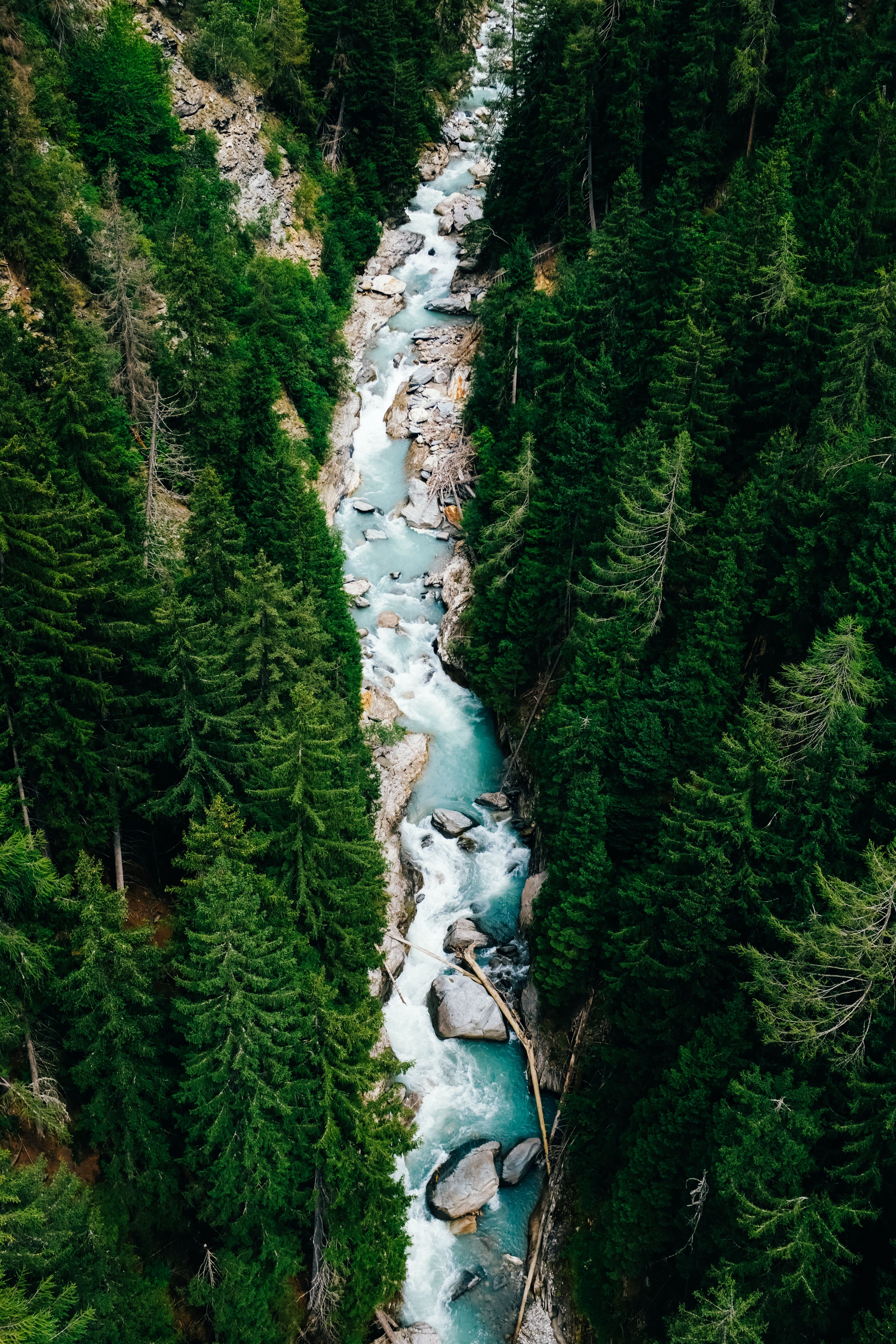 Birds Eye View of a River Flowing between Coniferous Trees · Free Stock ...
