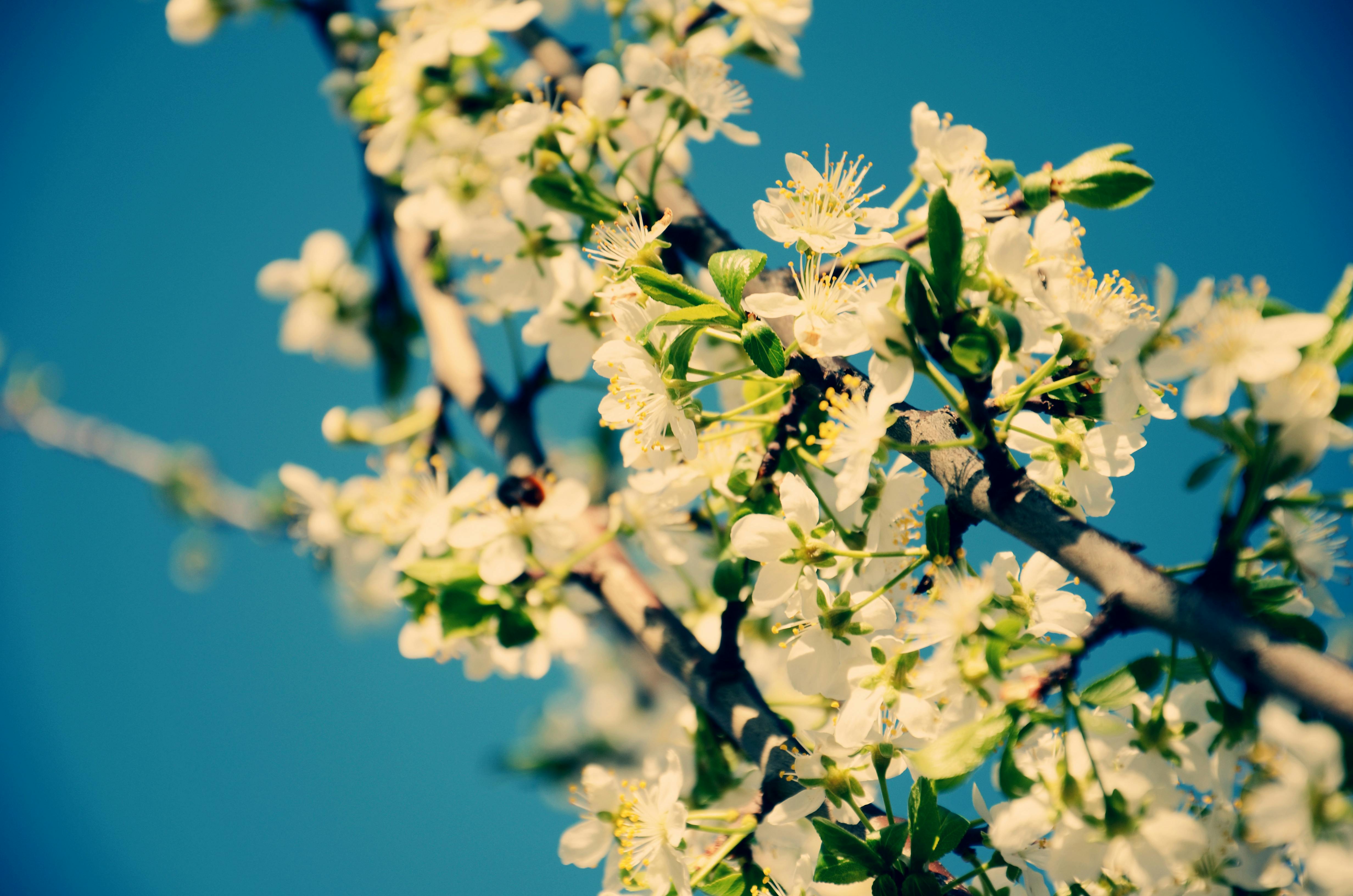 Spring Dubai Photos, Download The BEST Free Spring Dubai Stock Photos ...