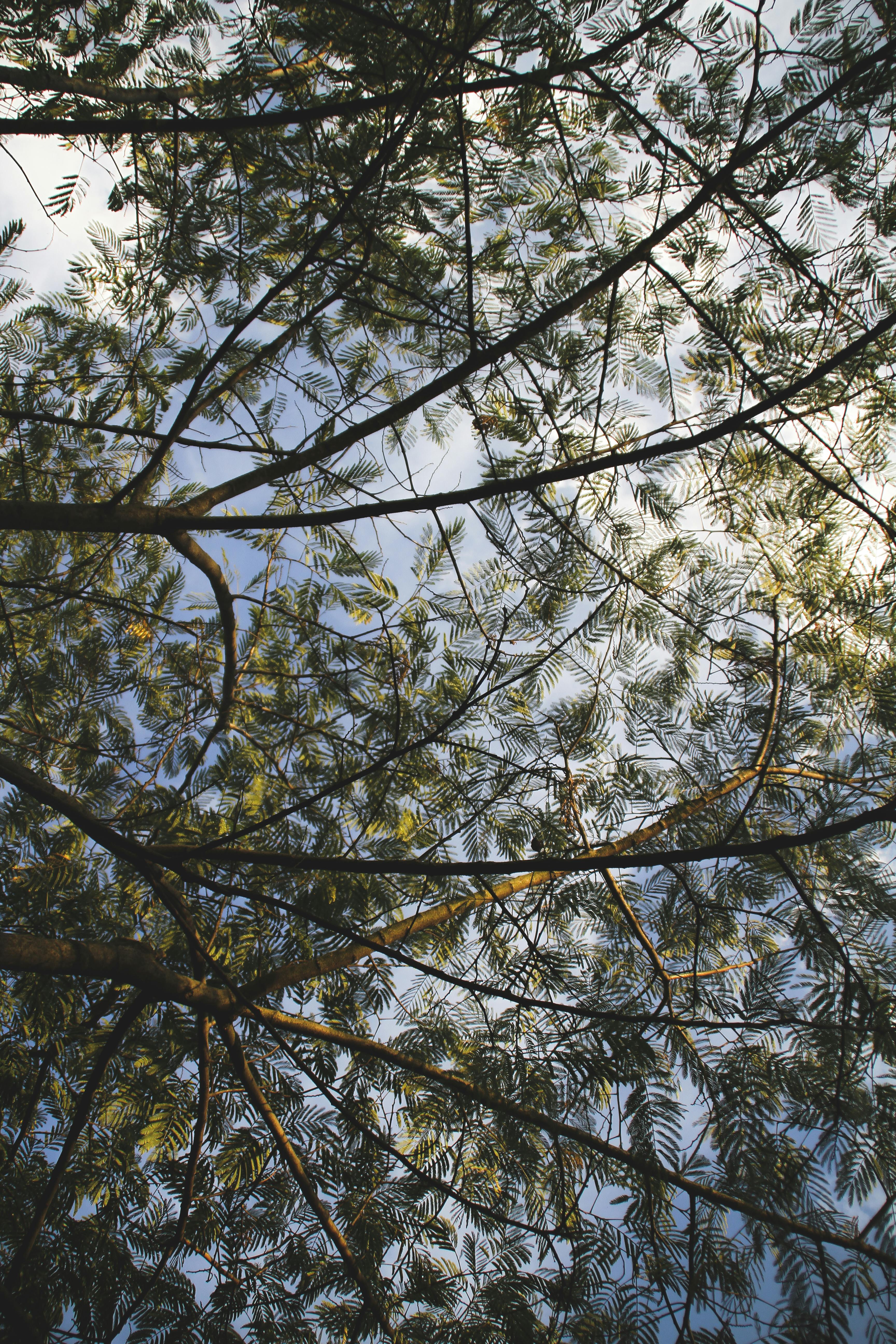 Tangled Branches with Leaves · Free Stock Photo