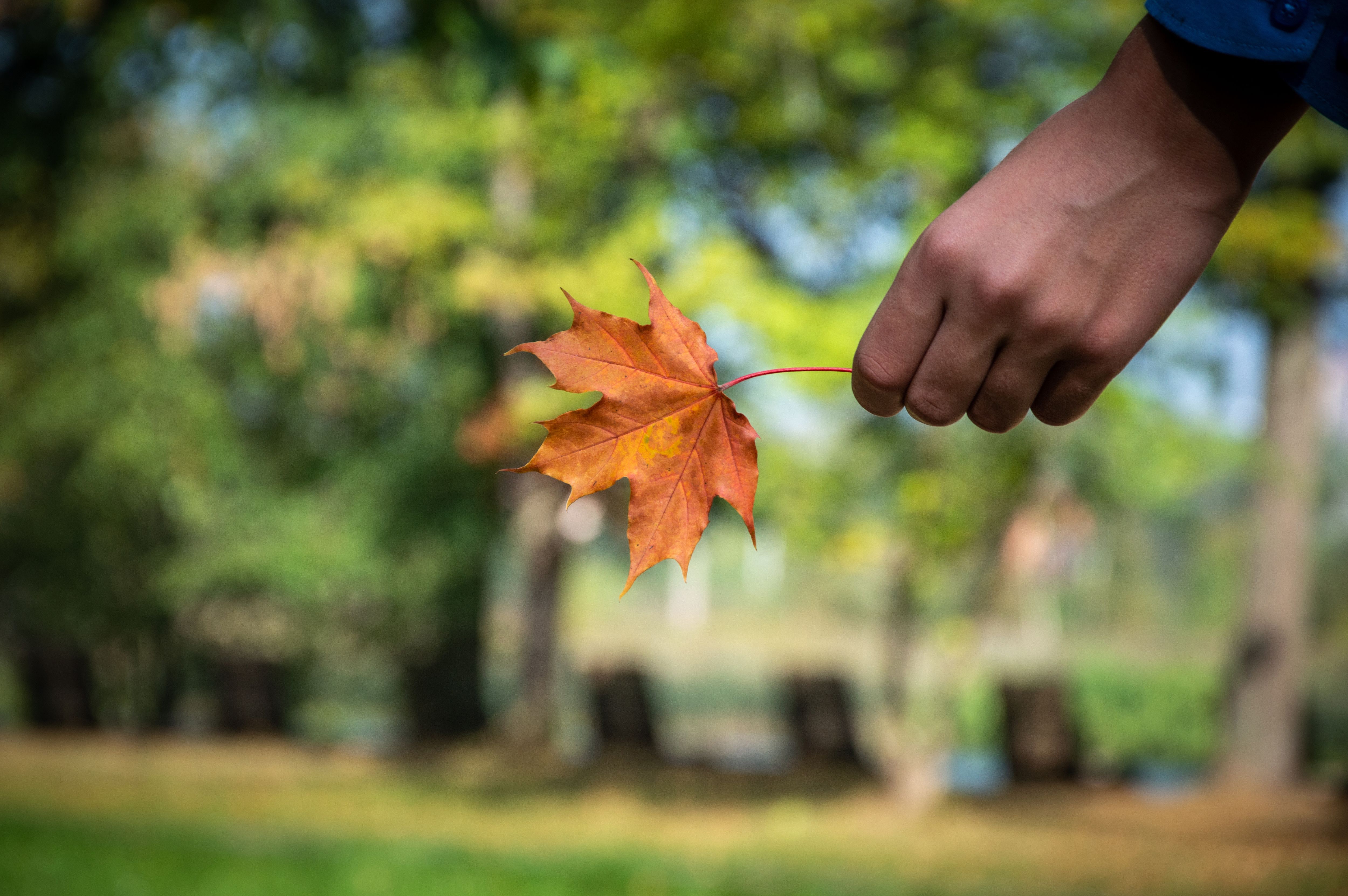 Hand Holding Autumn Leaf in Park · Free Stock Photo