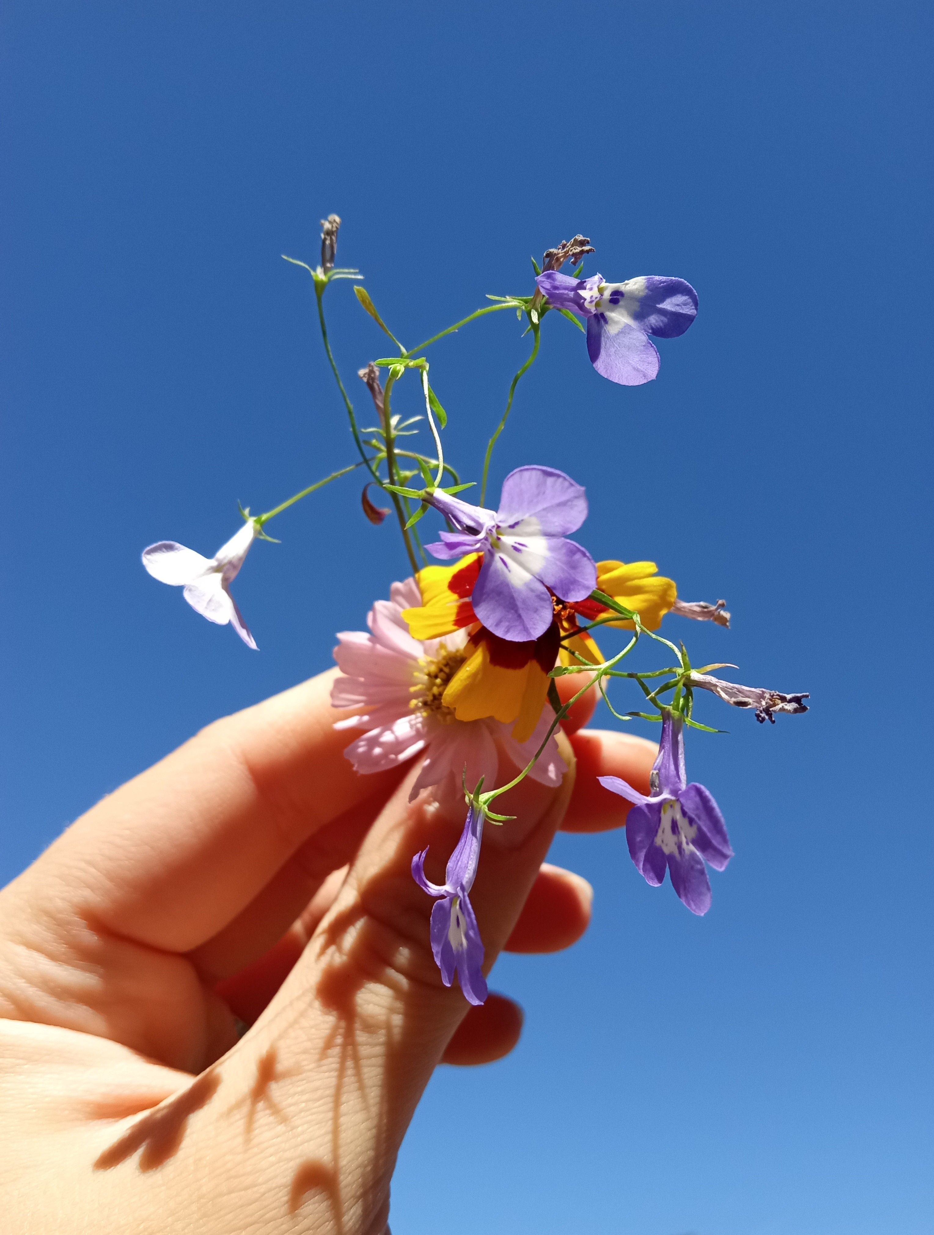 Hand with Flowers against Blue Sky · Free Stock Photo