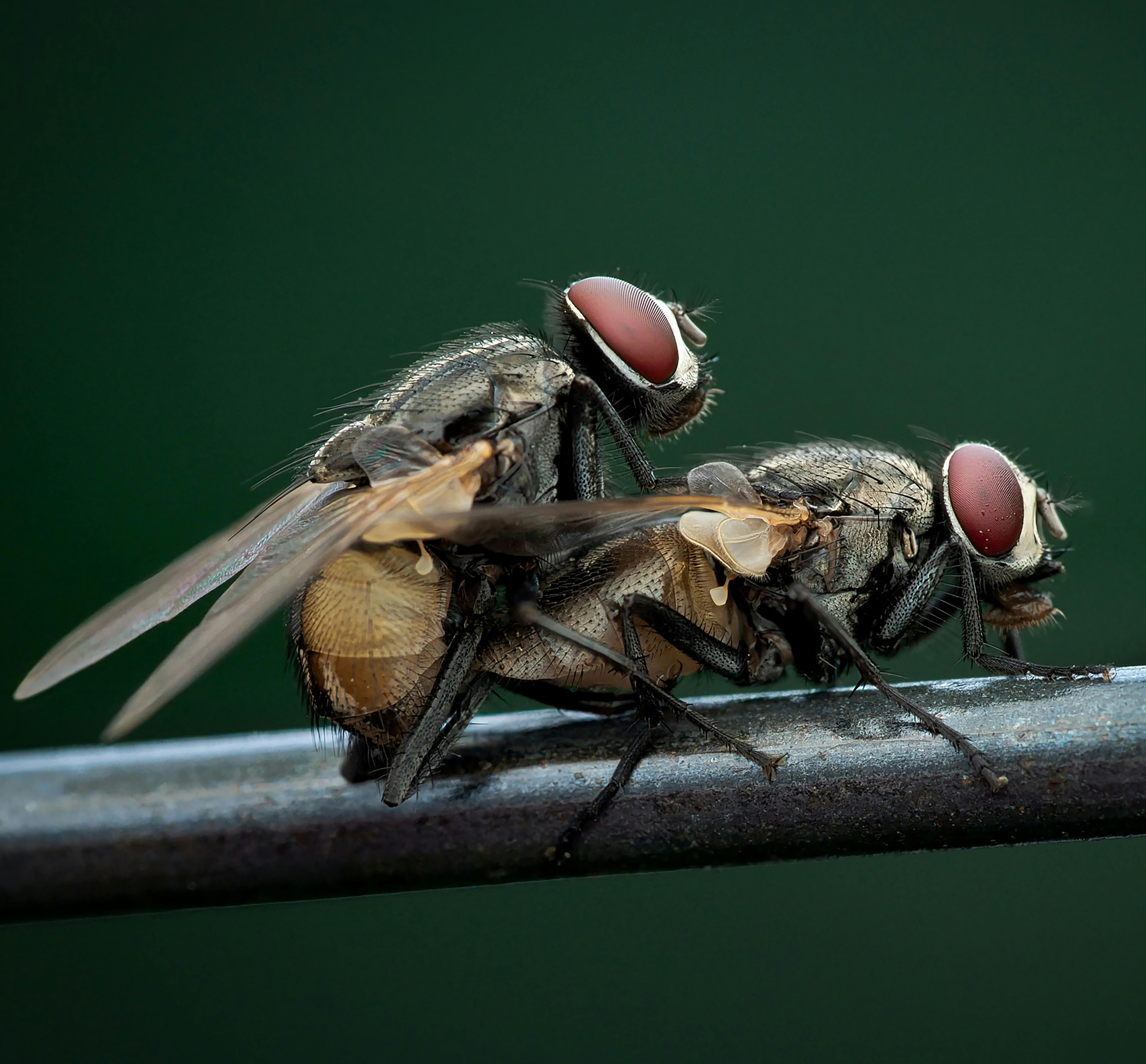 Mating Photos, Download The BEST Free Mating Stock Photos & HD Images