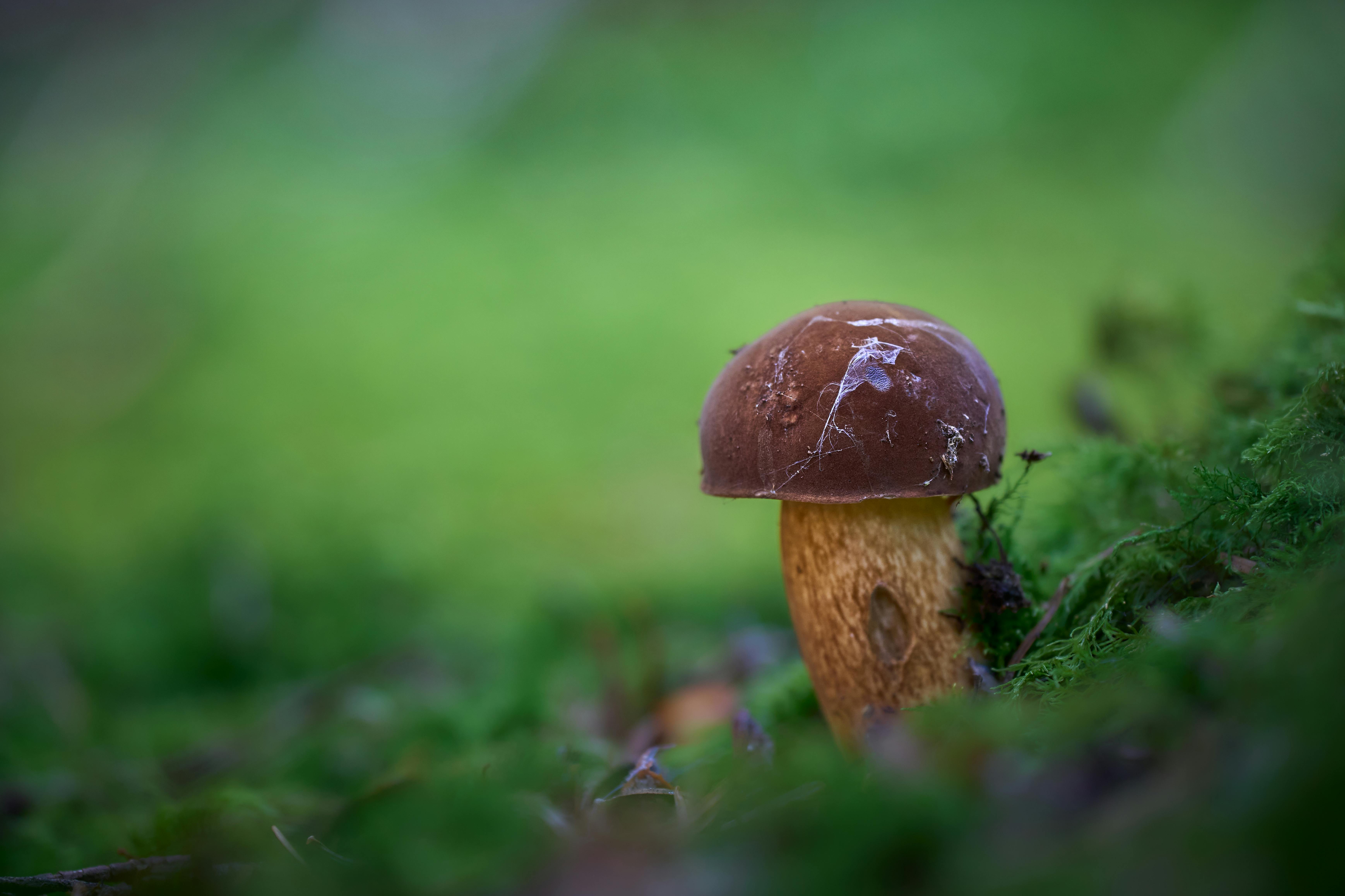 Mold Is A Fungus Images Photos, Download The BEST Free Mold Is A Fungus ...