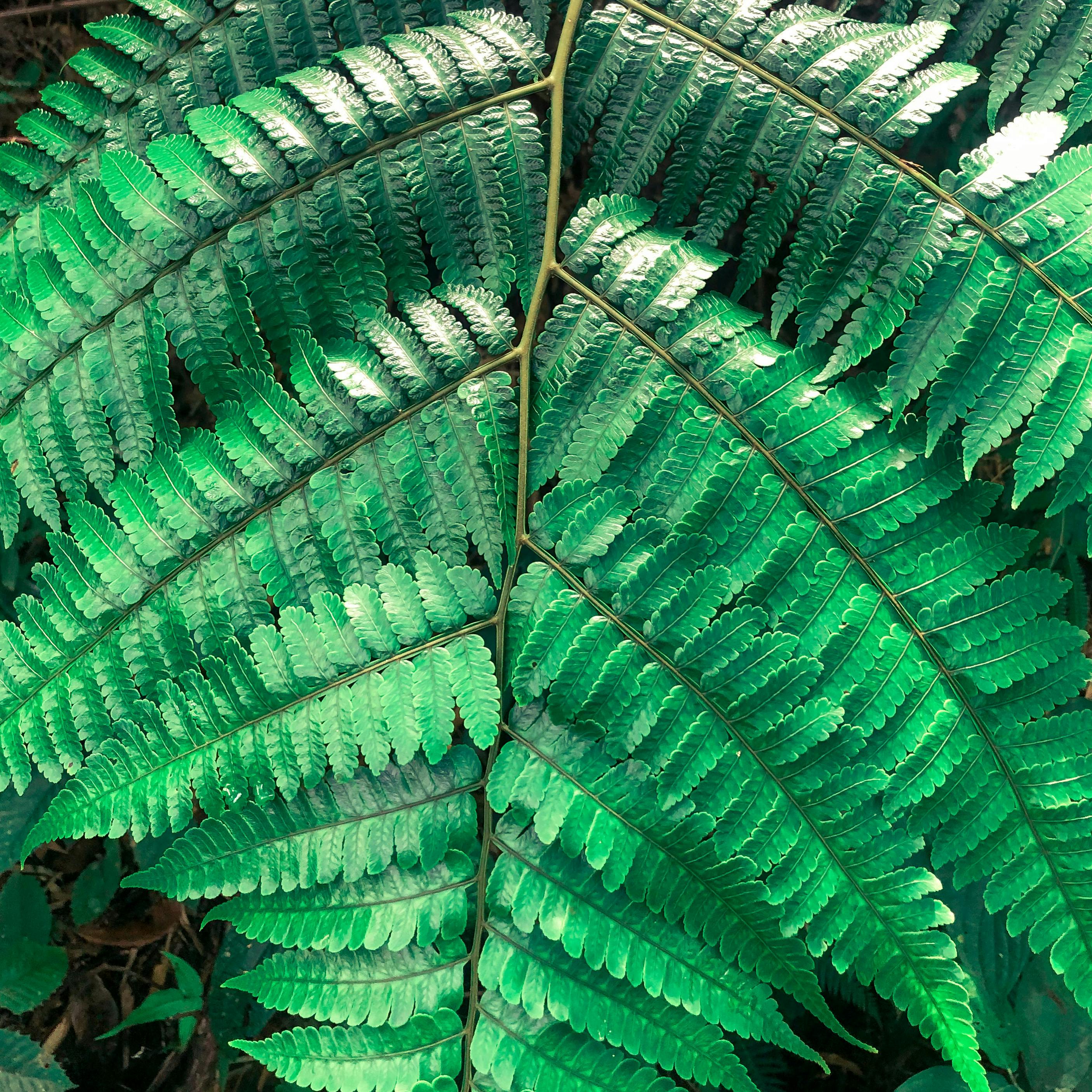 Green Fern Fronds · Free Stock Photo