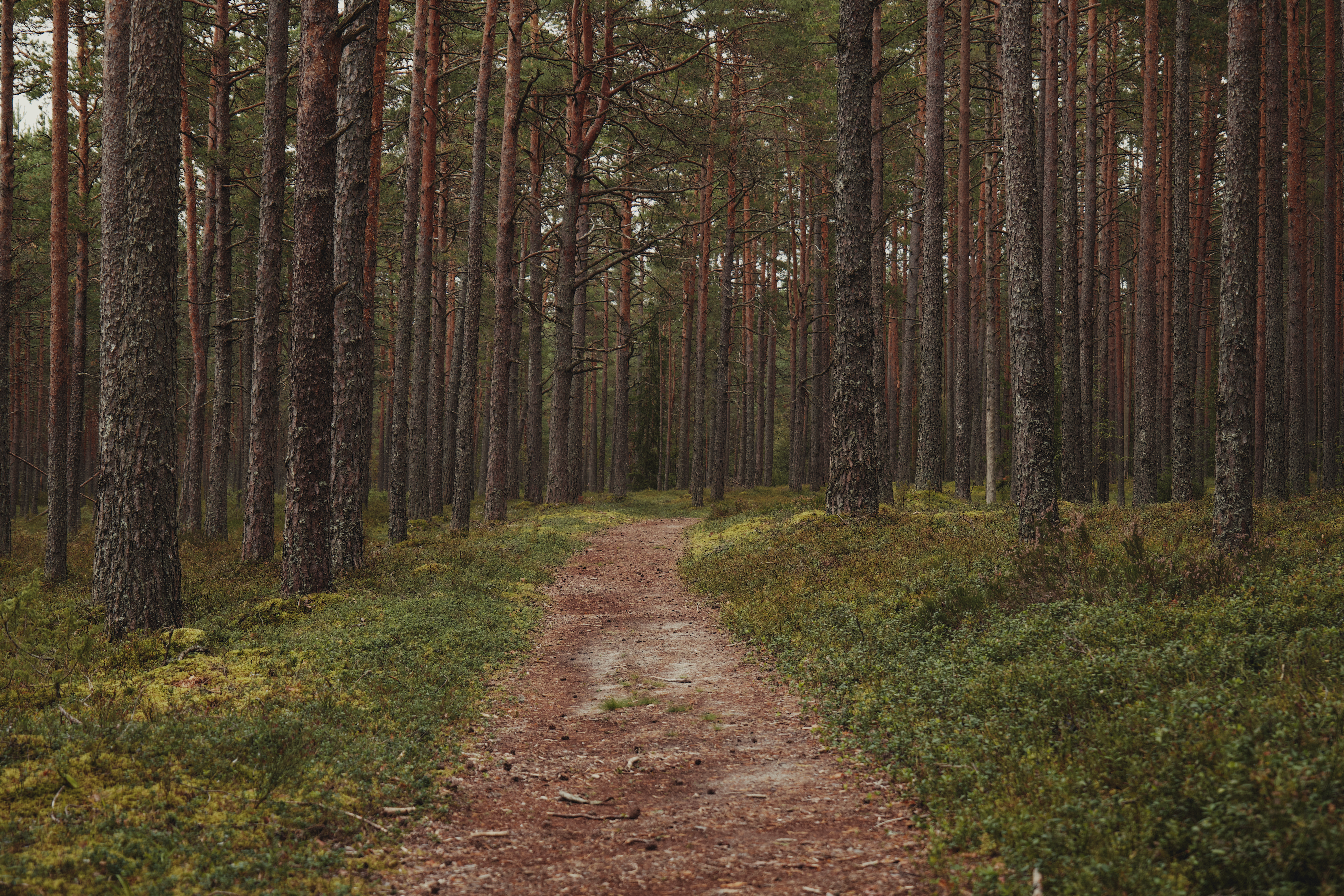 Dirt Path in Forest · Free Stock Photo