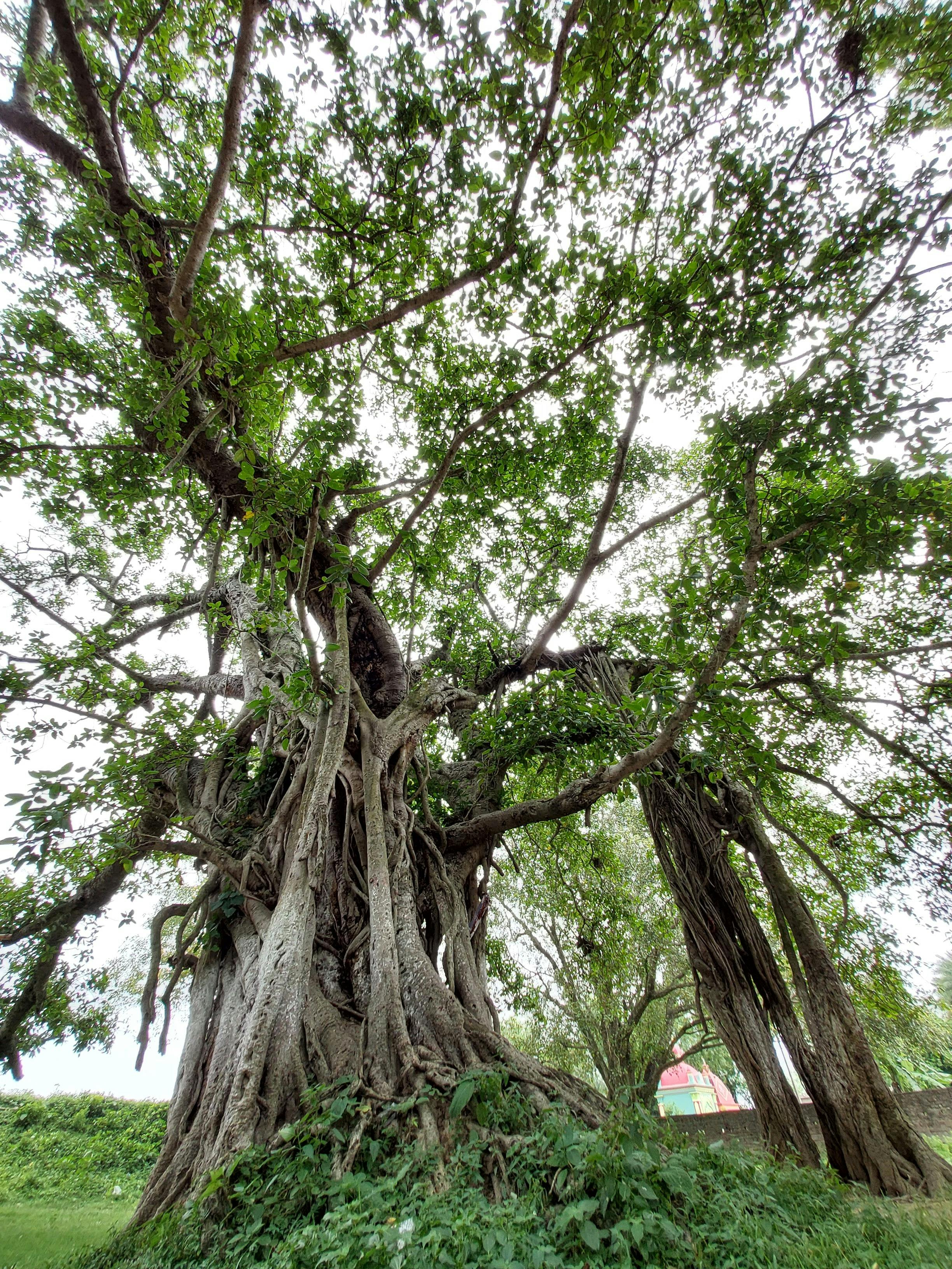 Photo Of Old Tree · Free Stock Photo