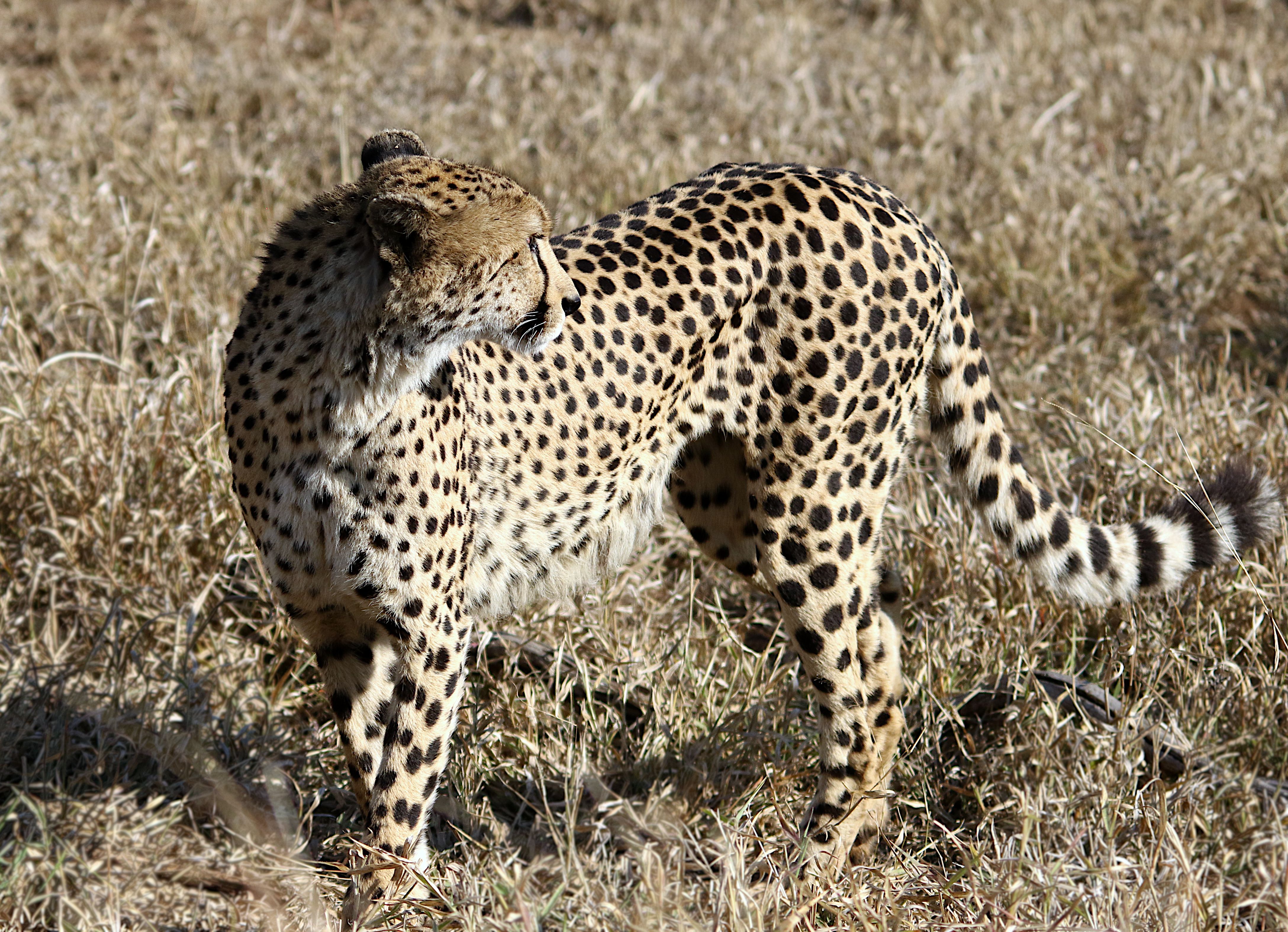 Cheetah Looking Back · Free Stock Photo