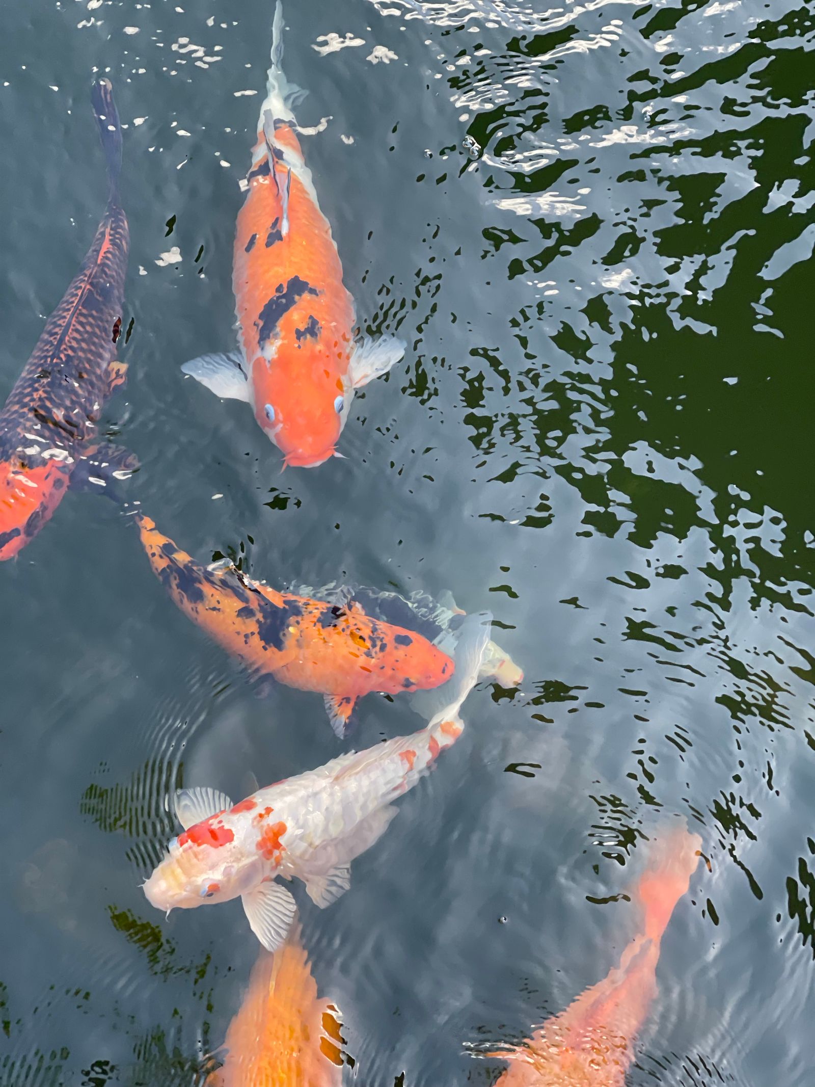 Koi Fish Sachiro Photos, Download The BEST Free Koi Fish Sachiro Stock ...