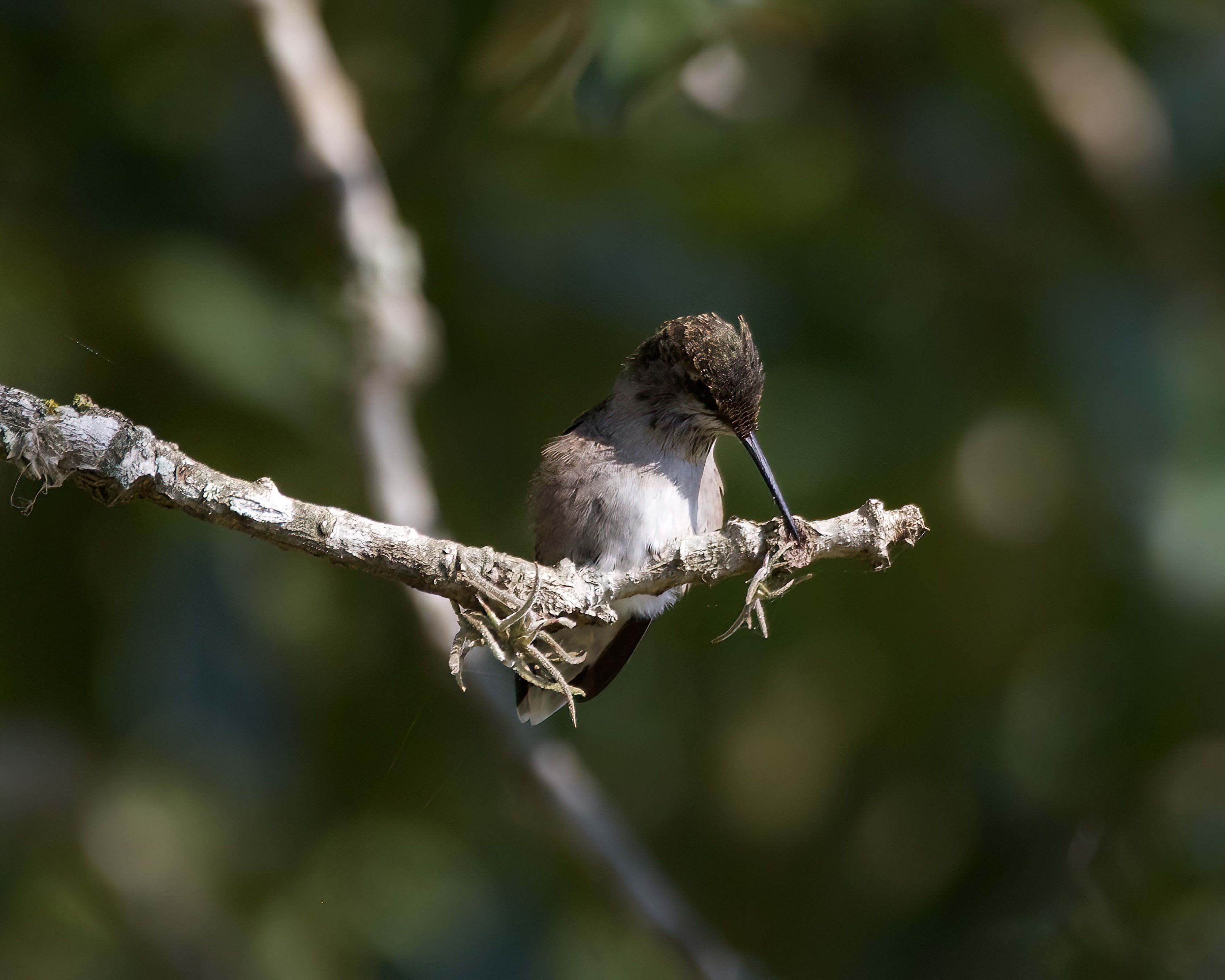 Hummingbird Sitting on a Twig · Free Stock Photo