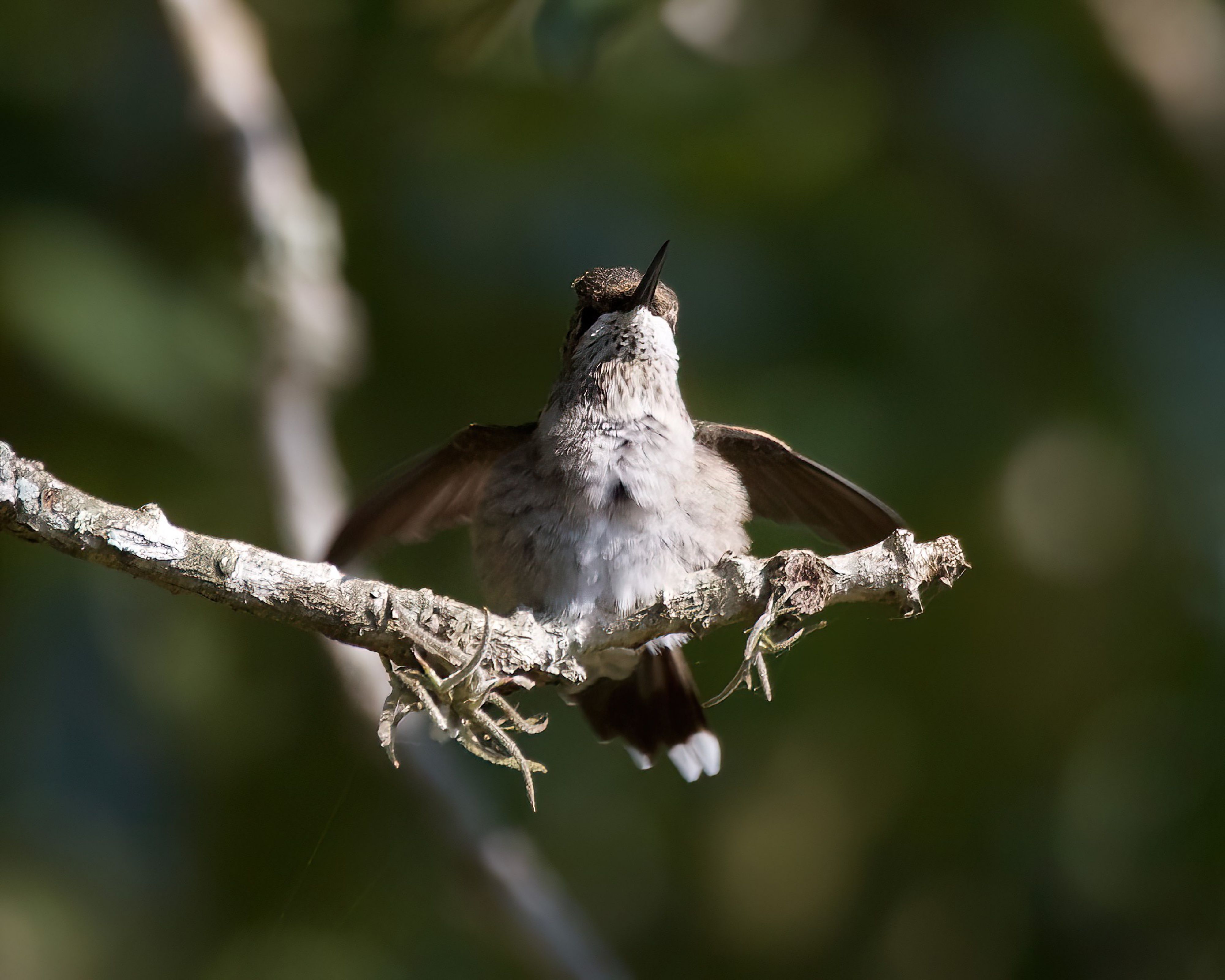 Black-Chinned Hummingbird Flapping Wings while Sitting on a Twig · Free ...